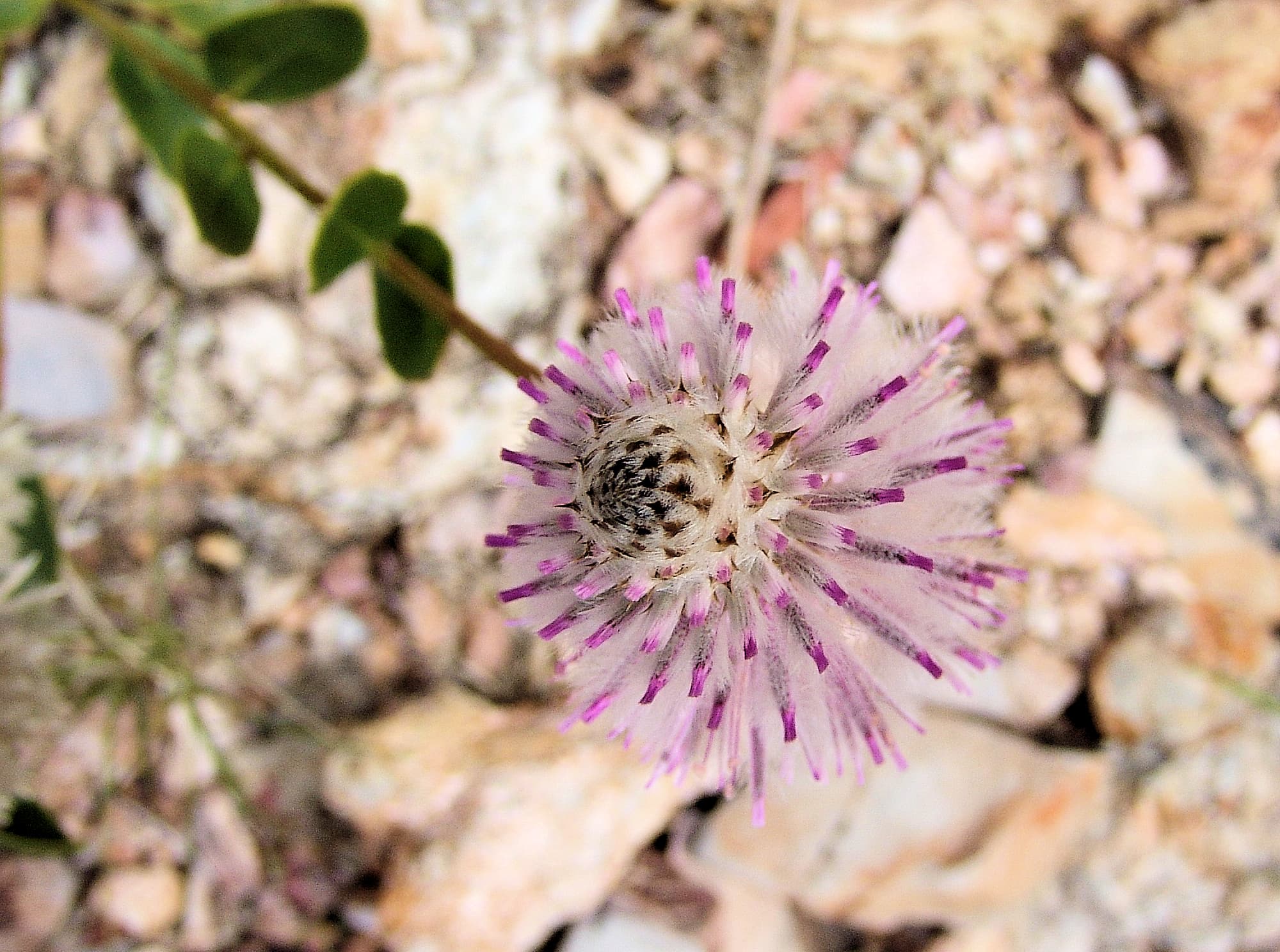 Tall Mulla Mulla (Ptilotus exaltatus) – Ausemade