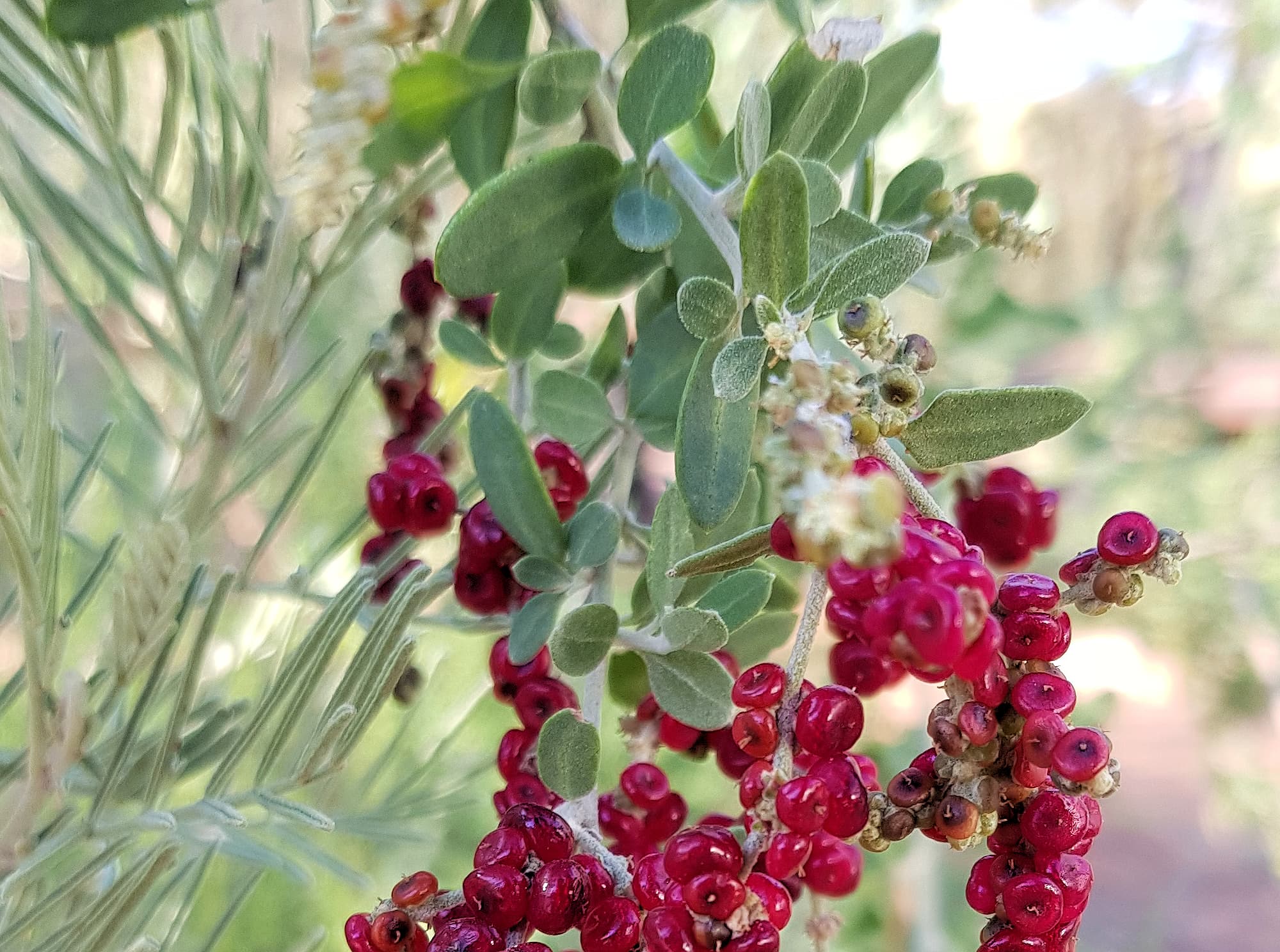 Tall Saltbush – Ausemade