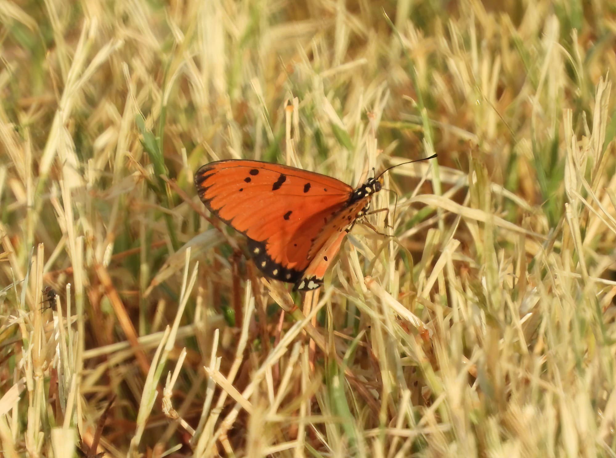 Tawny Coster at the Ponds – Ausemade