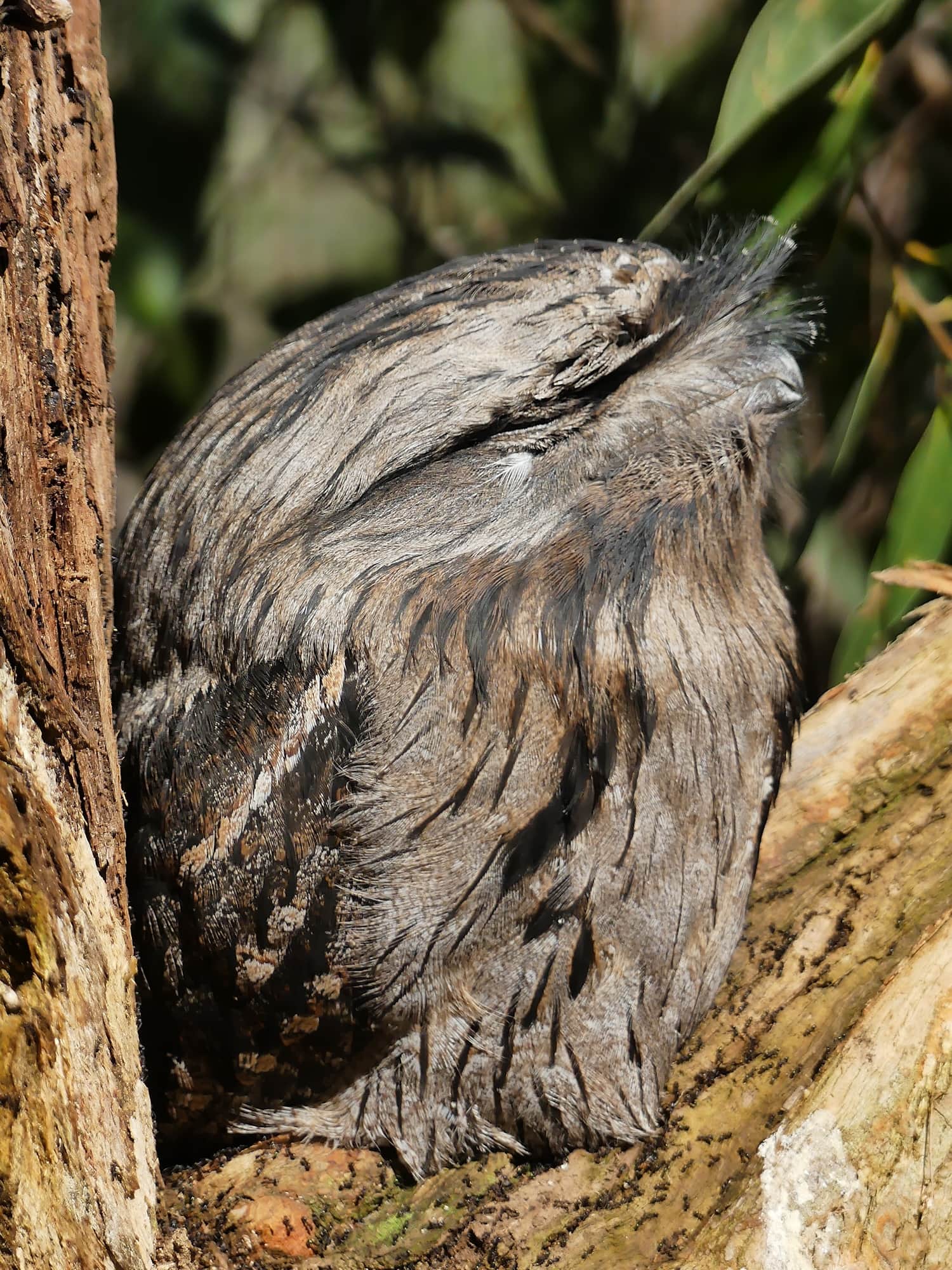 Adelaide Hills Fauna – Ausemade