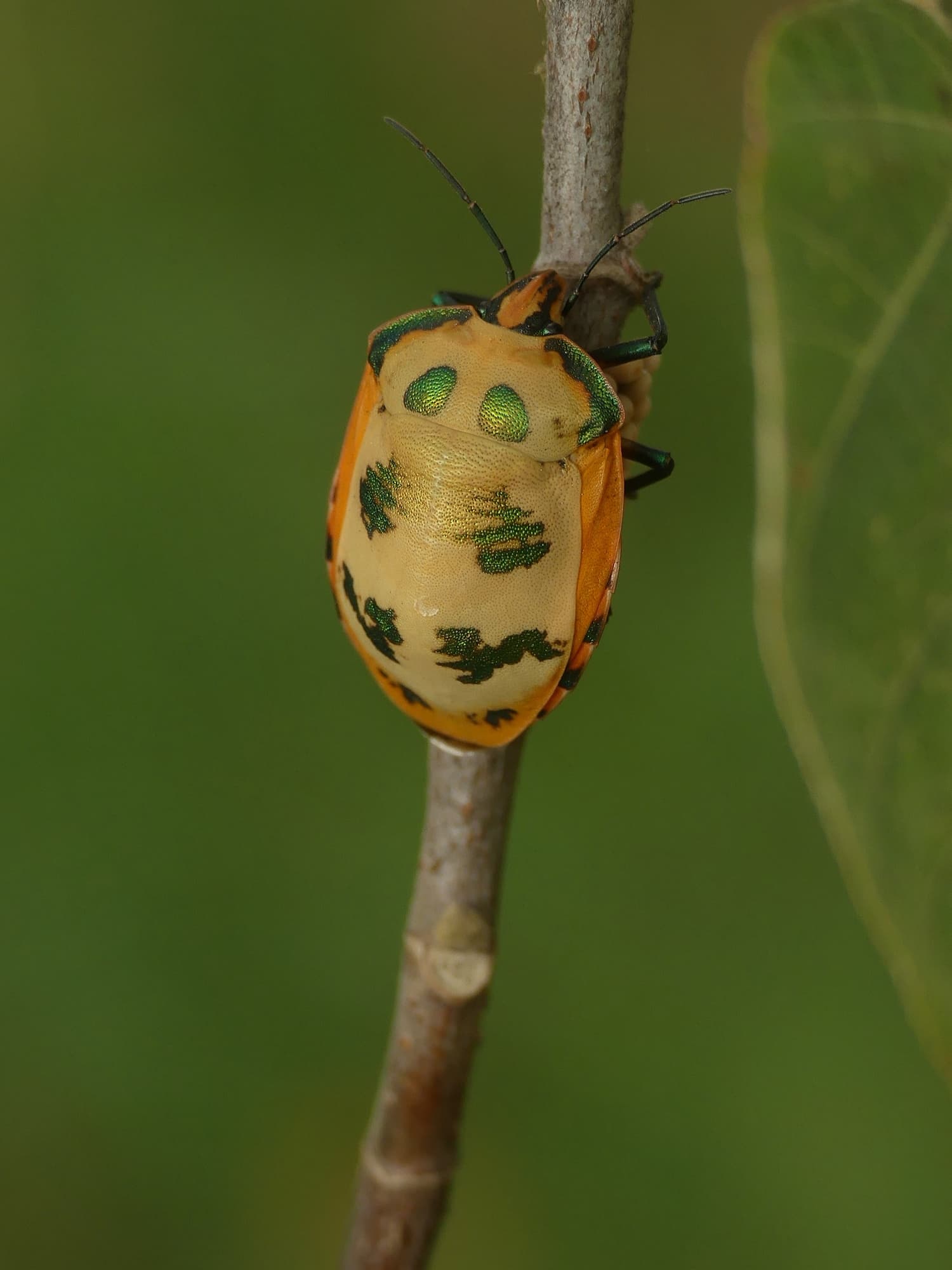 Tectocoris diophthalmus (Hibiscus Harlequin Bug) – Ausemade