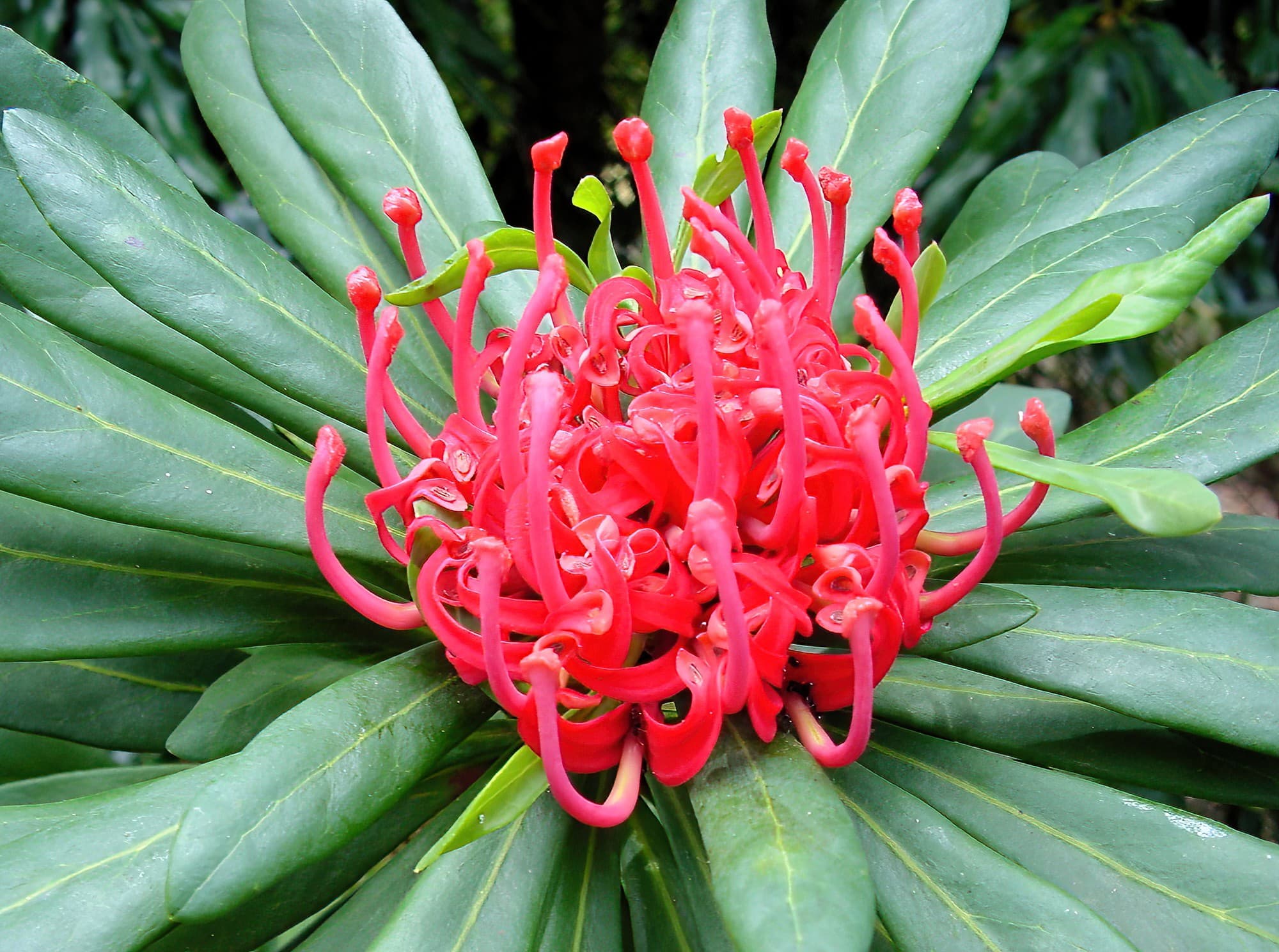Tasmanian Waratah (Telopea truncata) – Ausemade