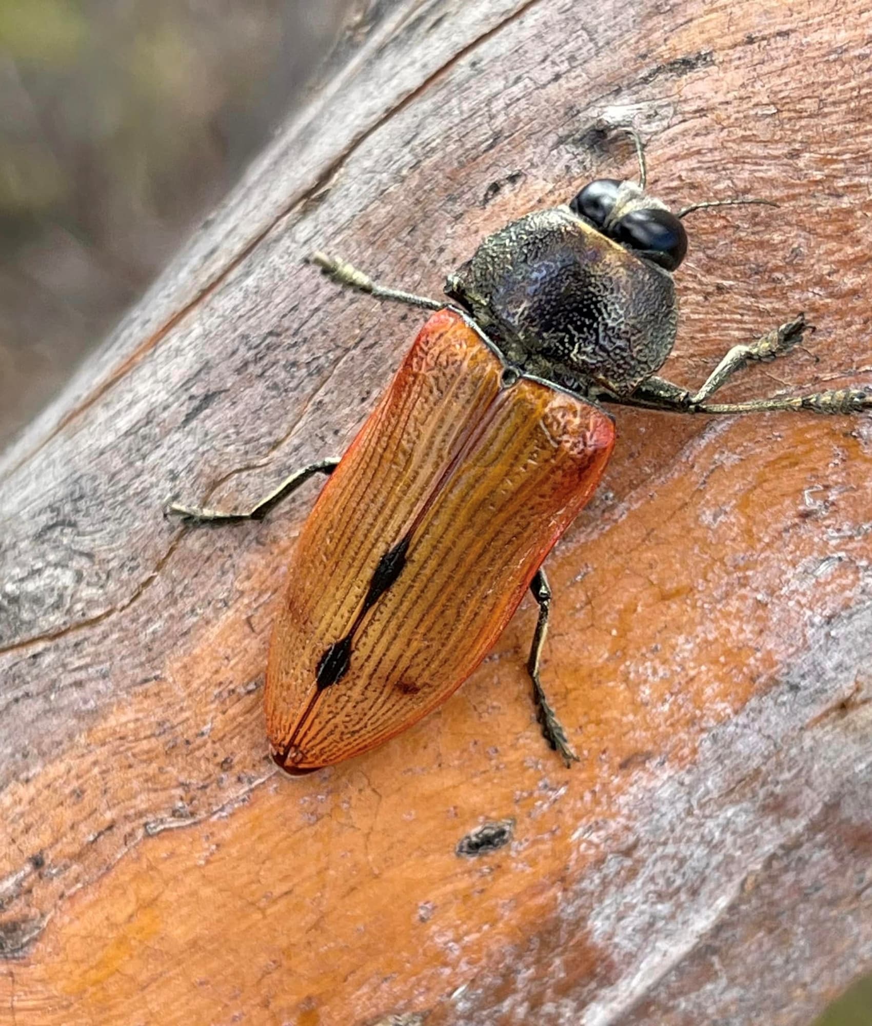 Temognatha – Ausemade