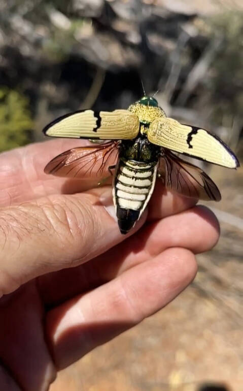 Temognatha chevrolati – Ausemade