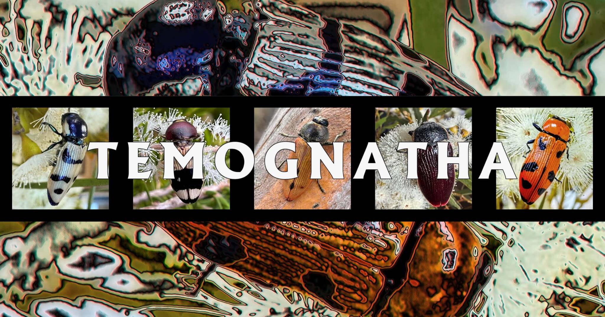 Temognatha Index – Ausemade