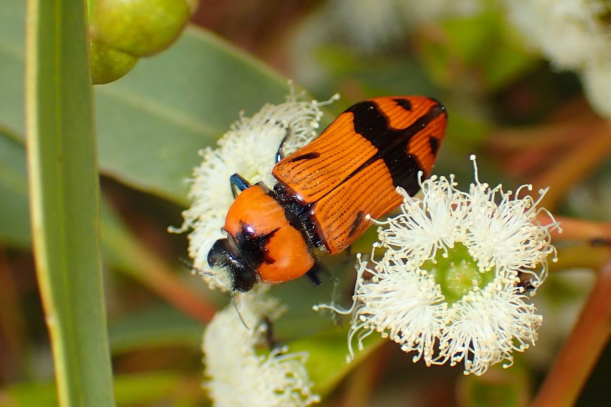 Temognatha martini – Ausemade