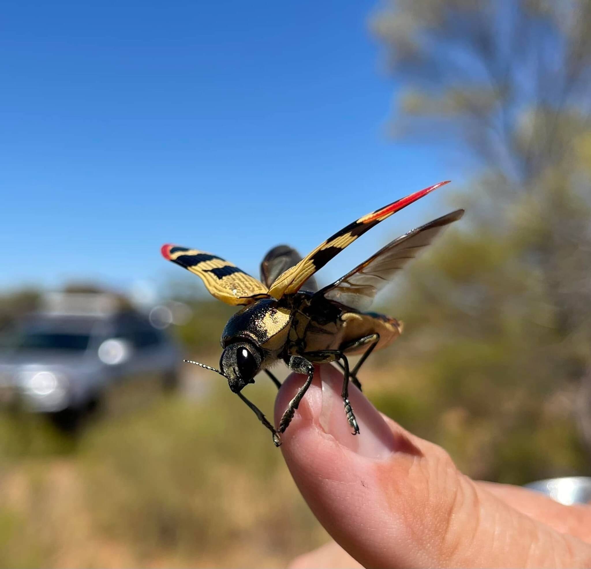 Temognatha – Ausemade