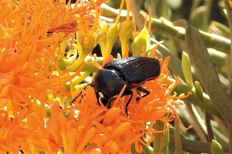 Temognatha – Ausemade