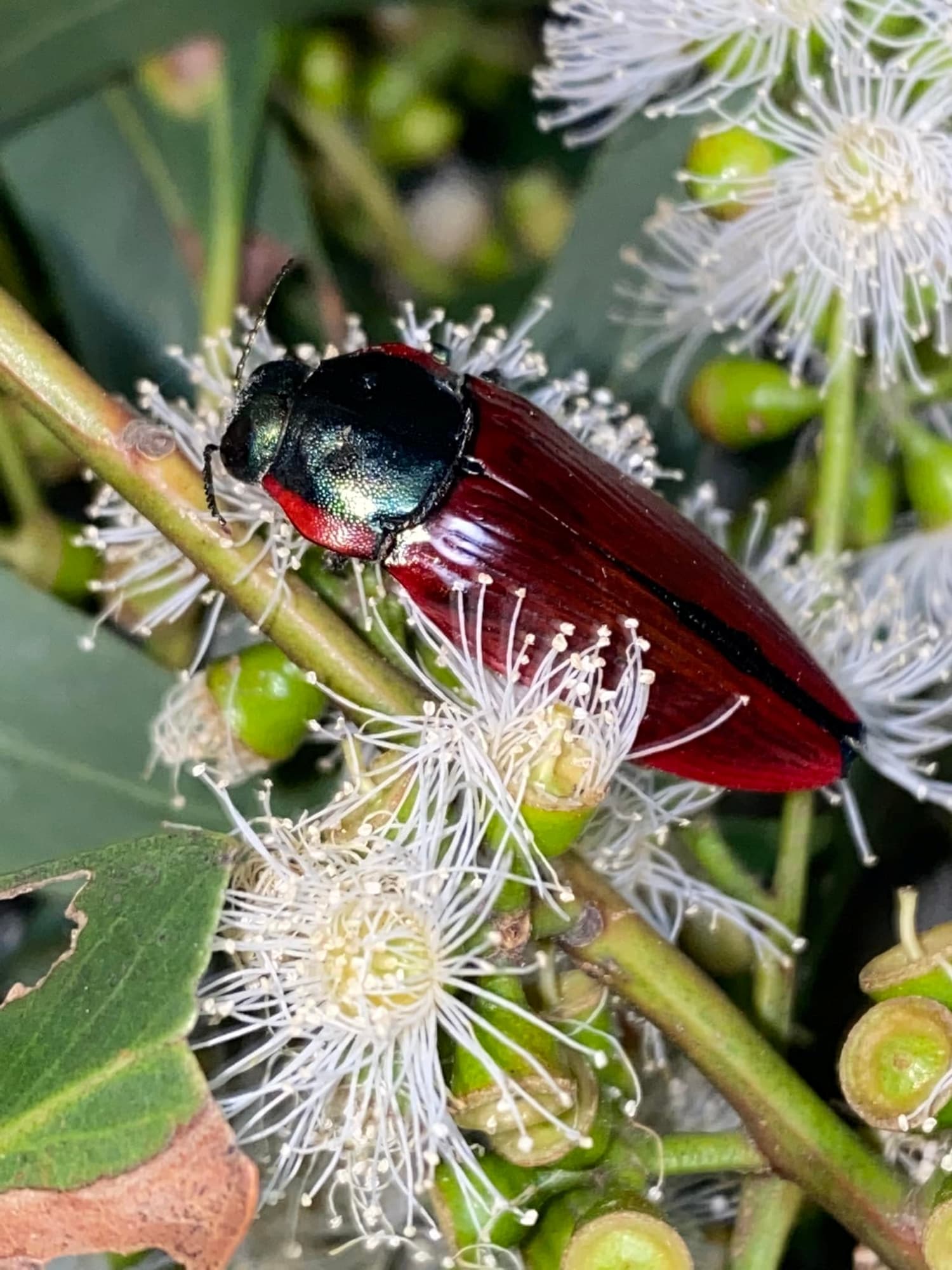 Temognatha sanguinea – Ausemade