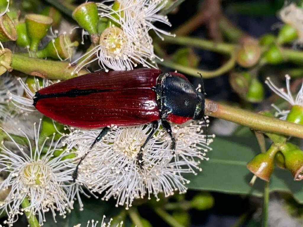 Temognatha sanguinea – Ausemade
