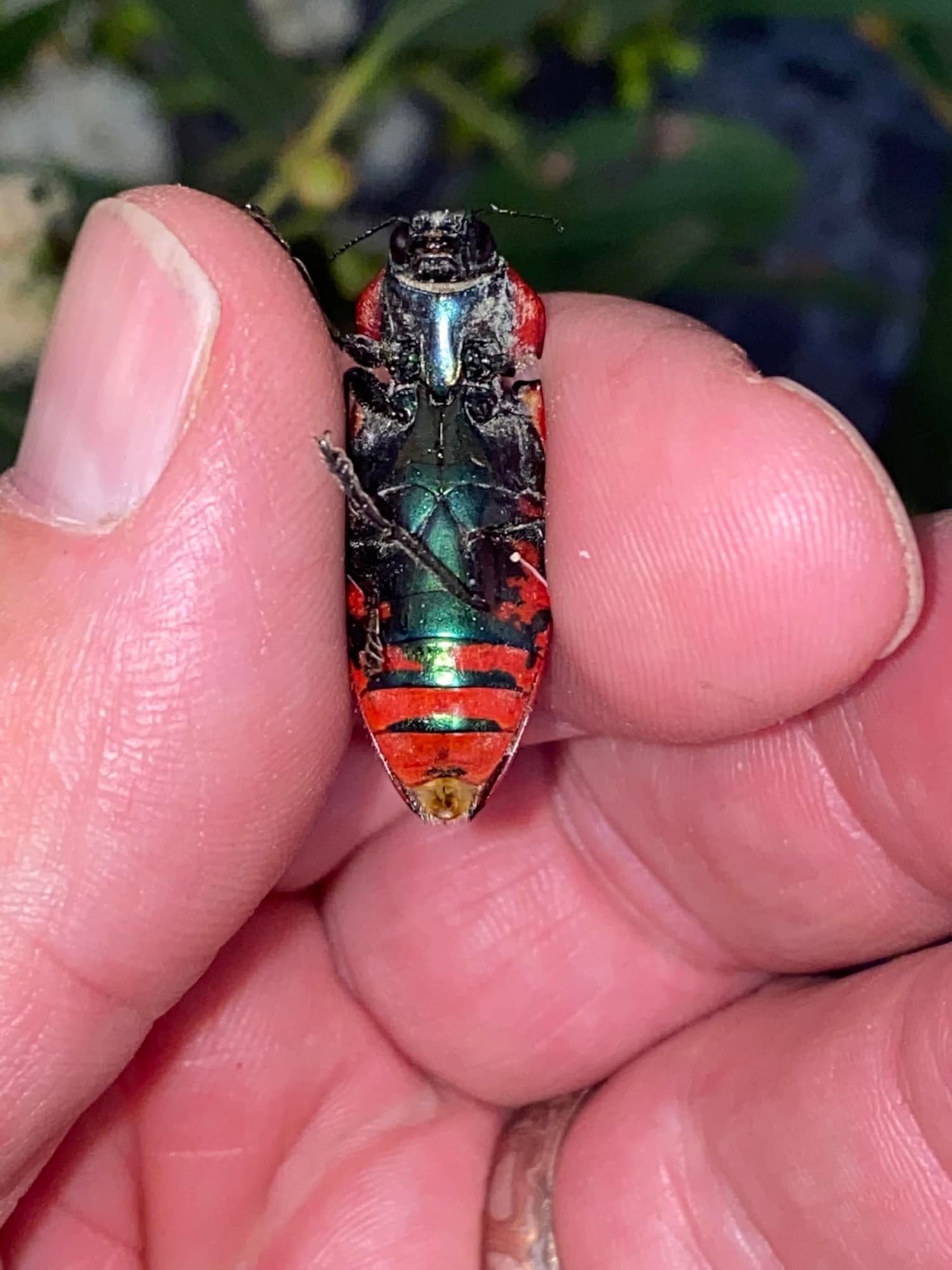 Temognatha sanguinea – Ausemade