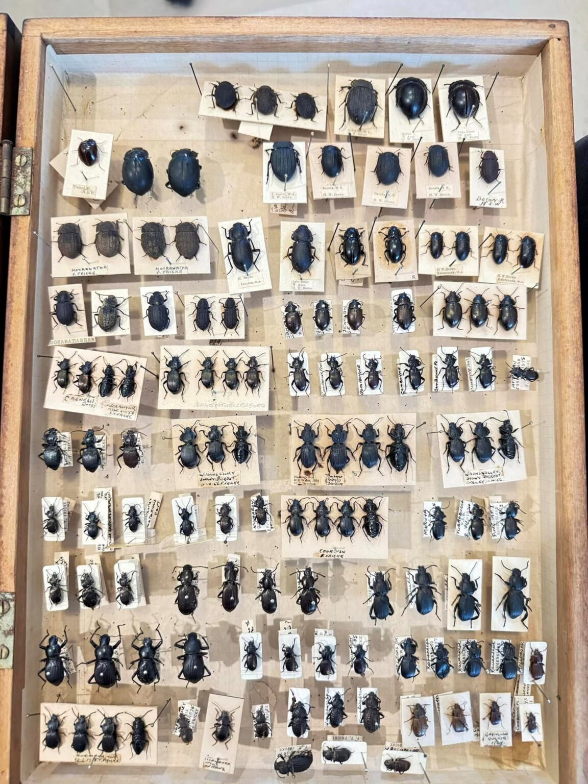 A few thousand tenebrionid beetles… – Ausemade