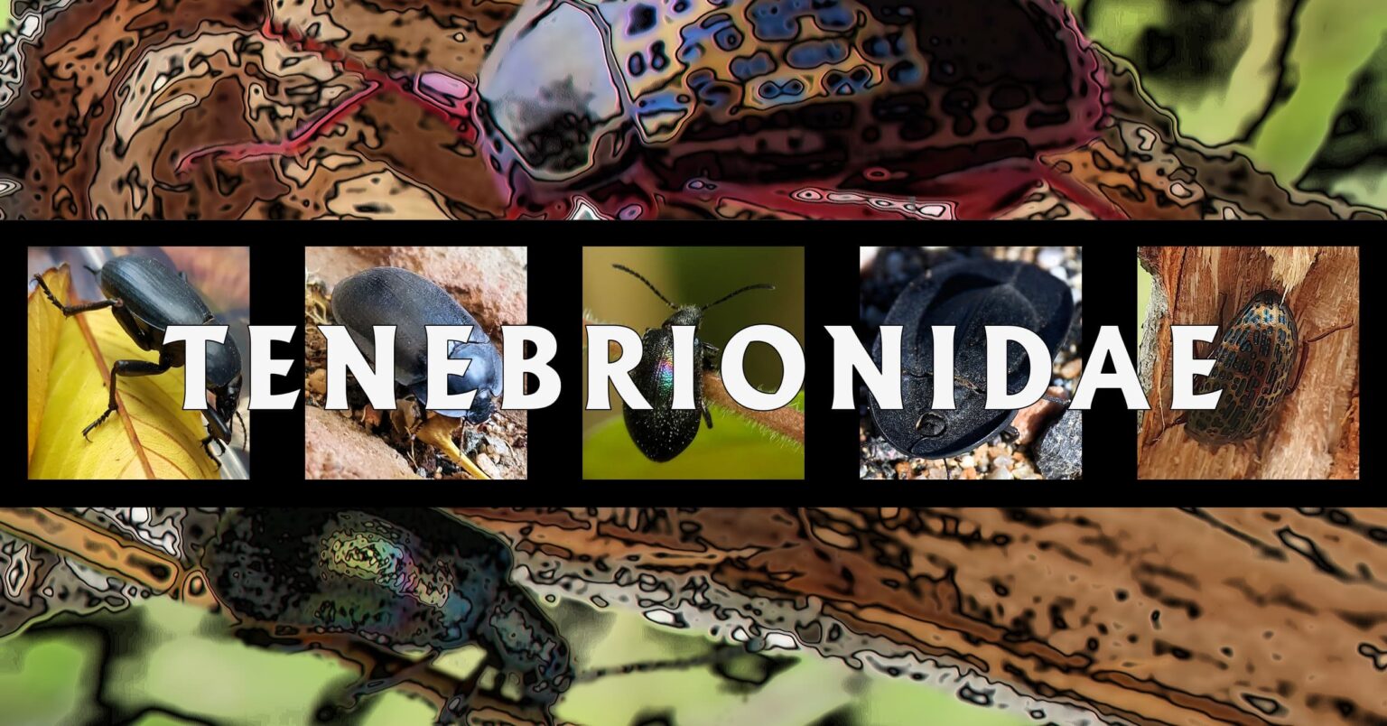 Tenebrionidae – Ausemade