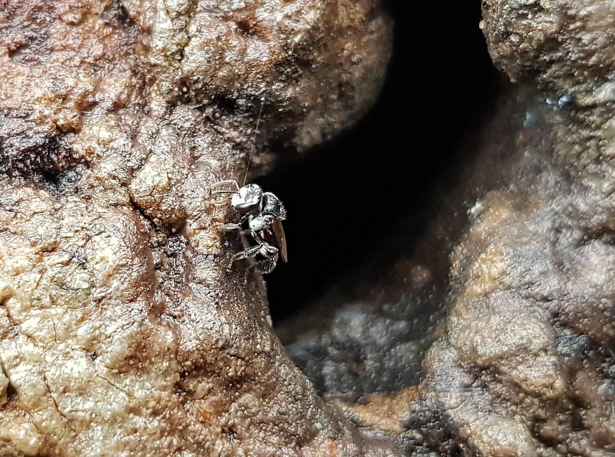 Stingless Bee Tetragonula sp – Ausemade