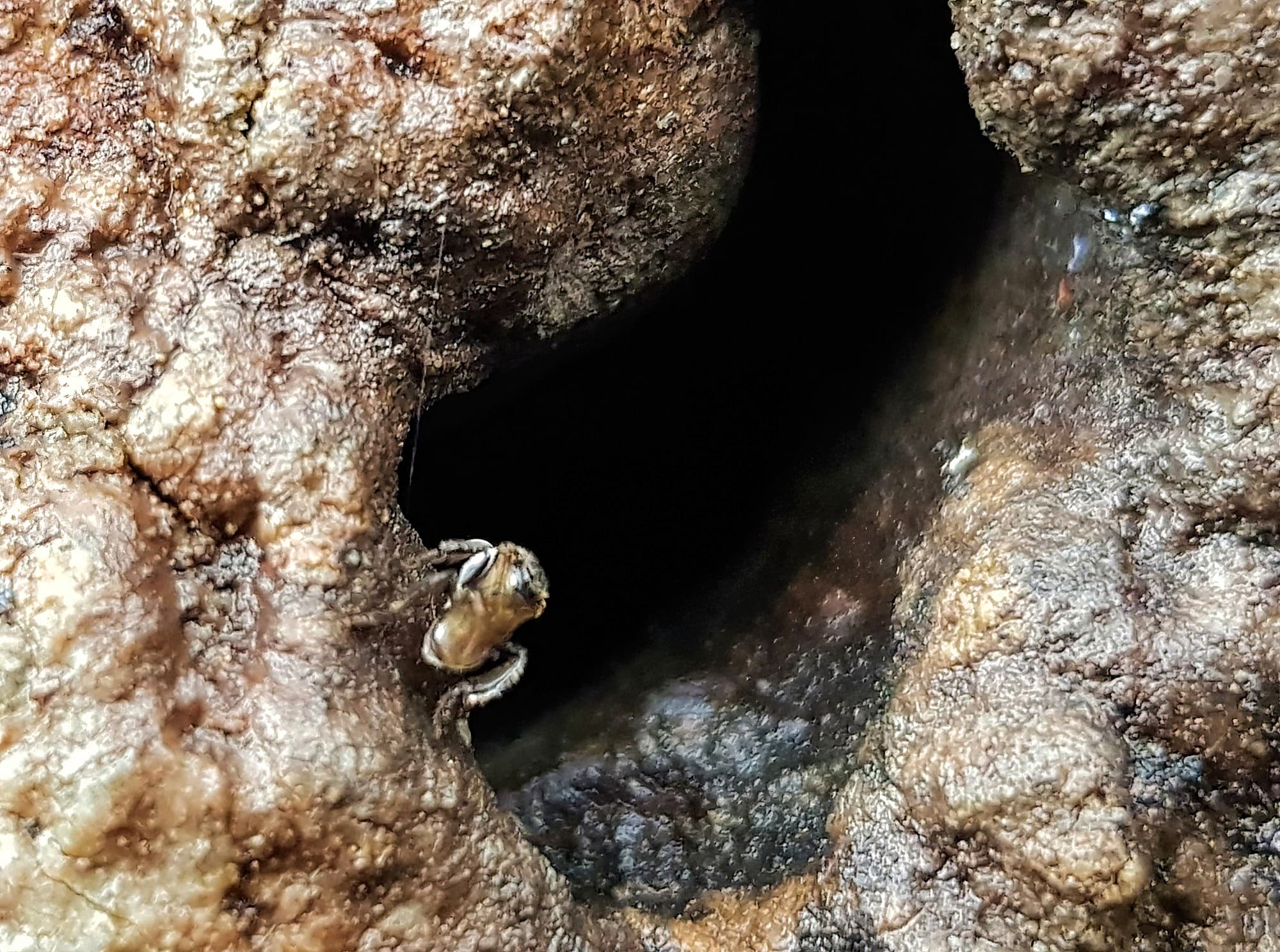 Stingless Bee Tetragonula sp – Ausemade