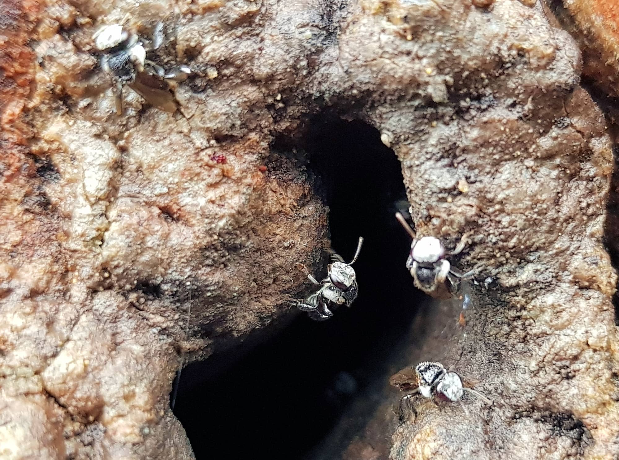 Stingless Bee Tetragonula sp – Ausemade