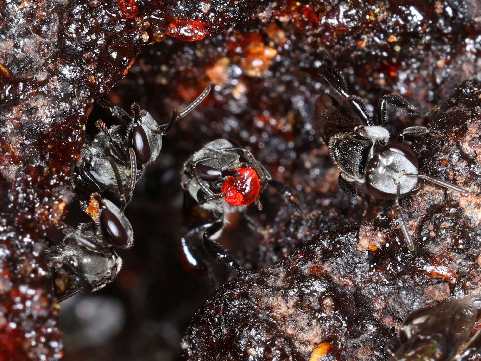 Tetragonula carbonaria – Ausemade