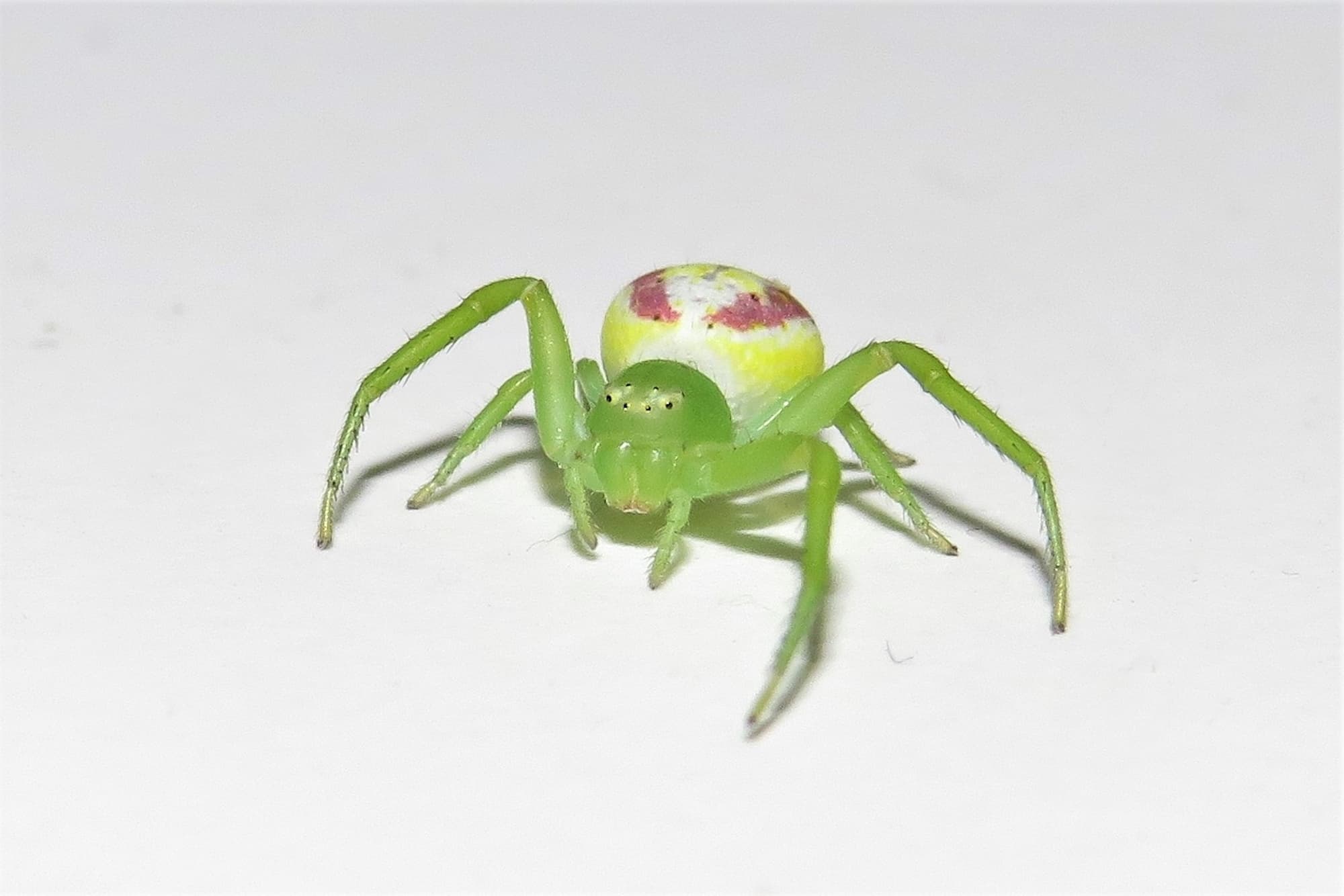 Tharrhalea sp – Ausemade