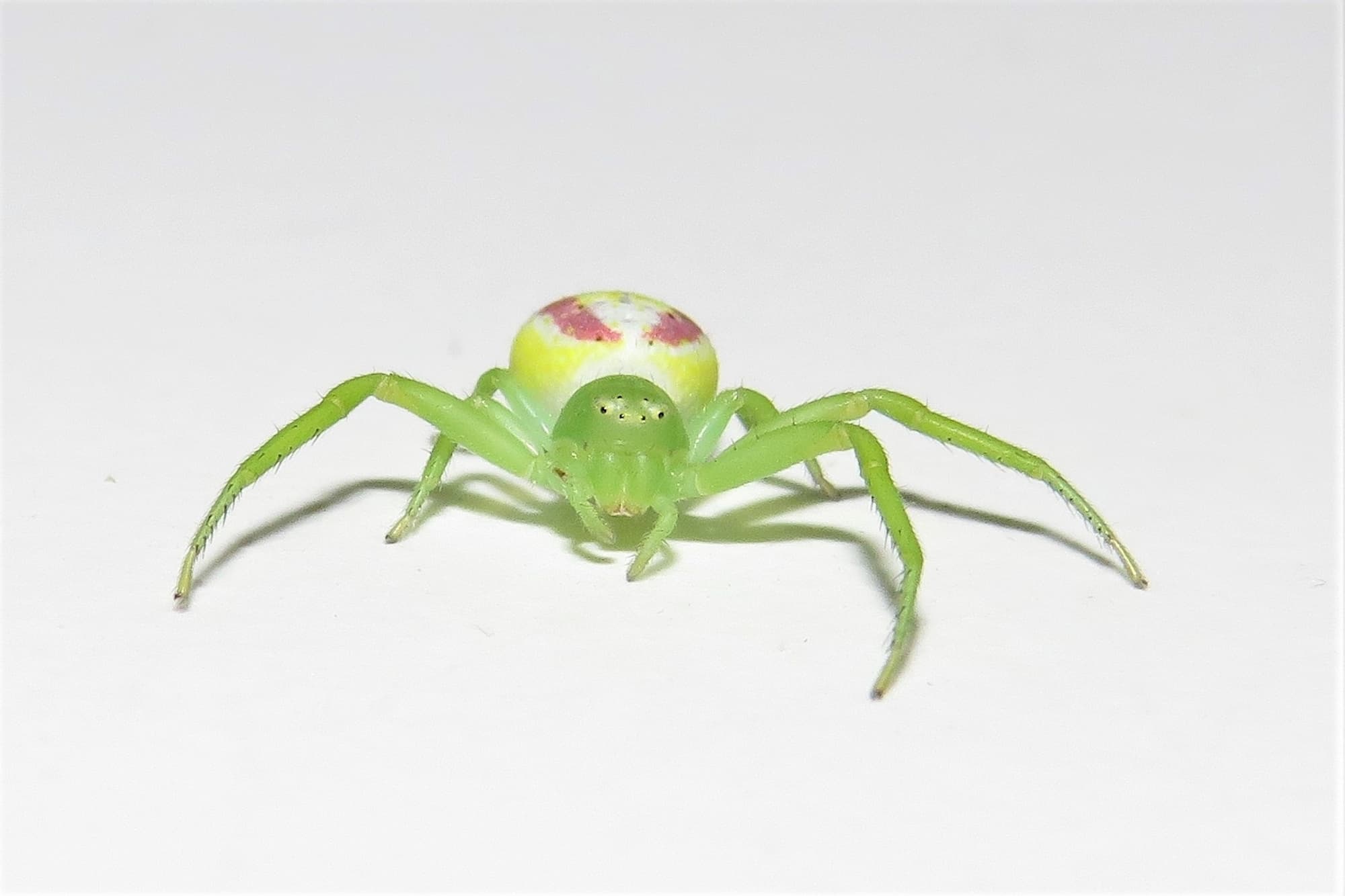 Tharrhalea sp – Ausemade