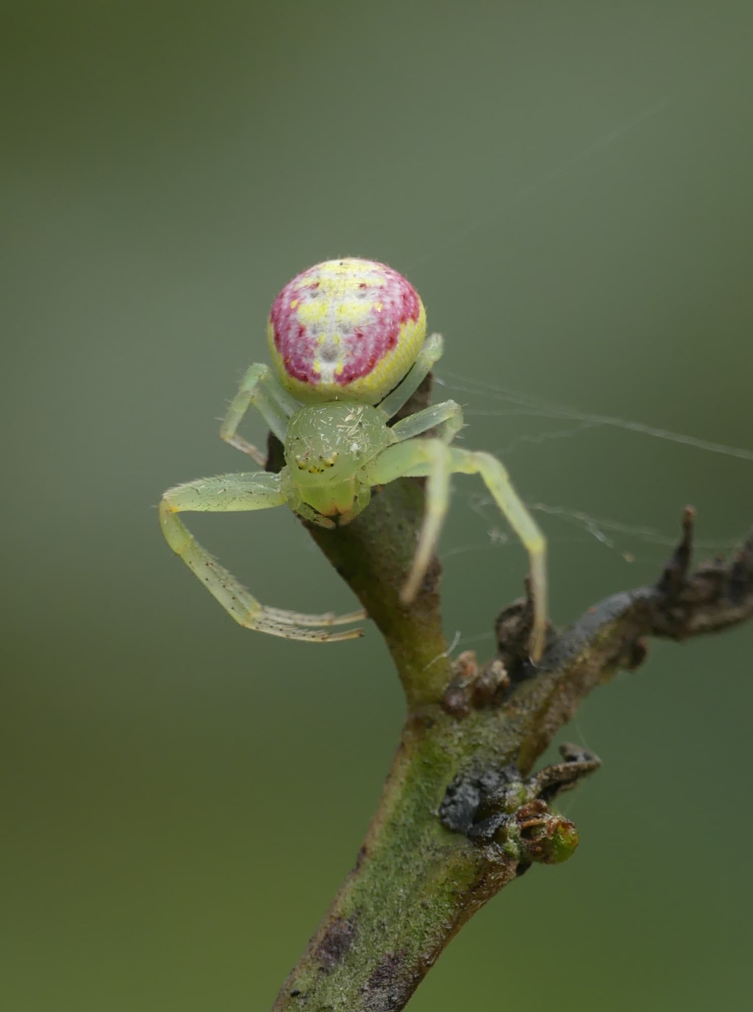 Tharrhalea evanida – Ausemade