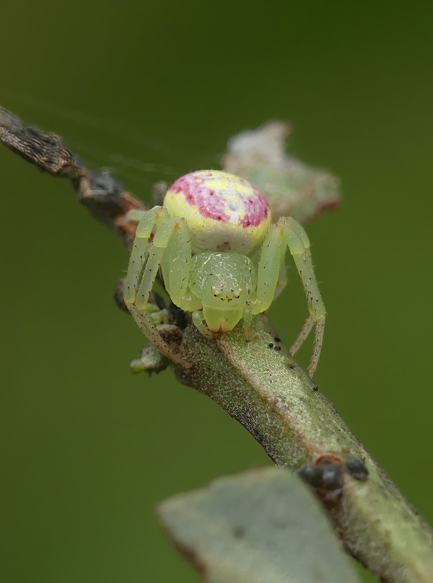 Tharrhalea evanida – Ausemade