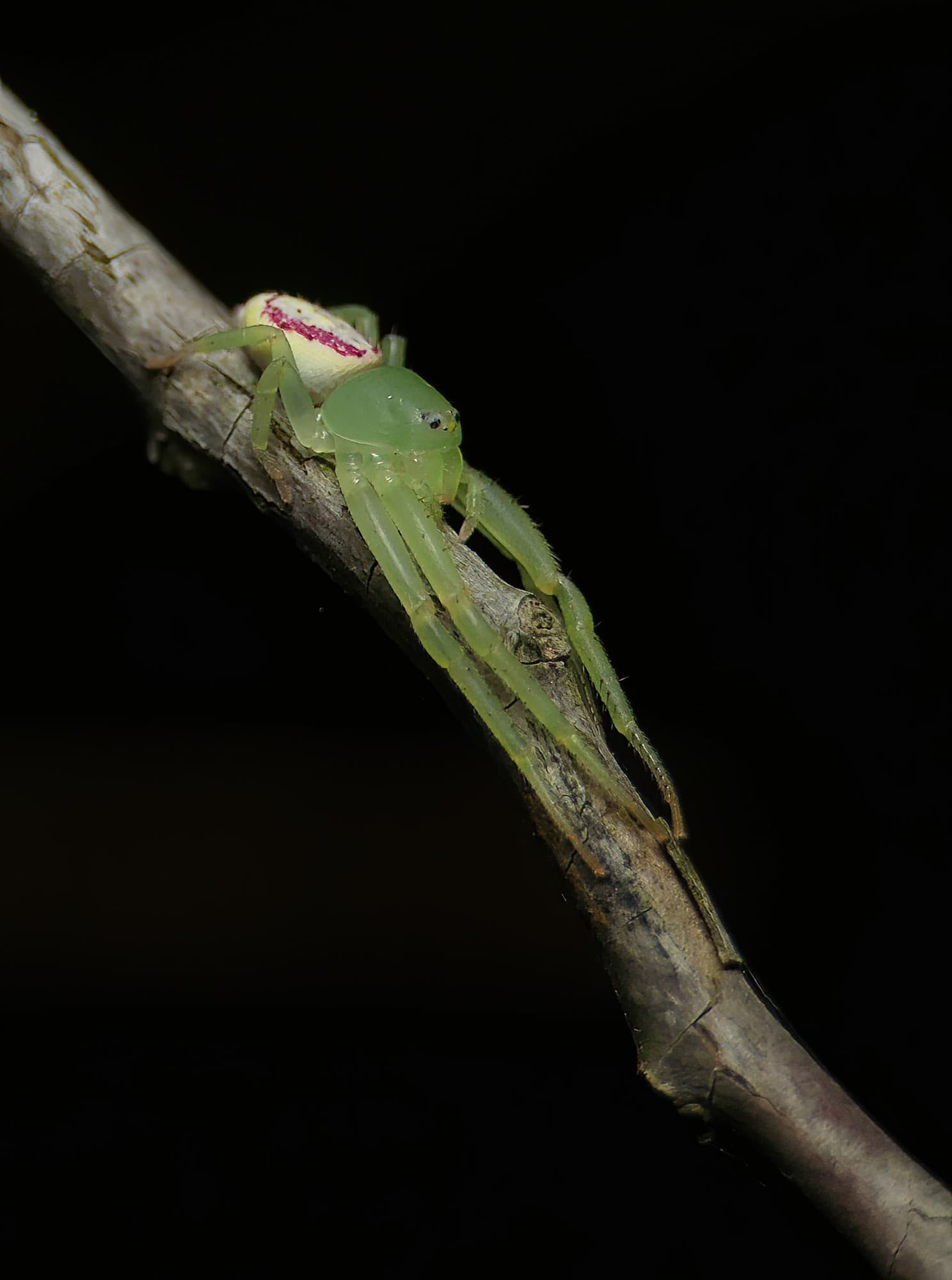 Tharrhalea evanida – Ausemade