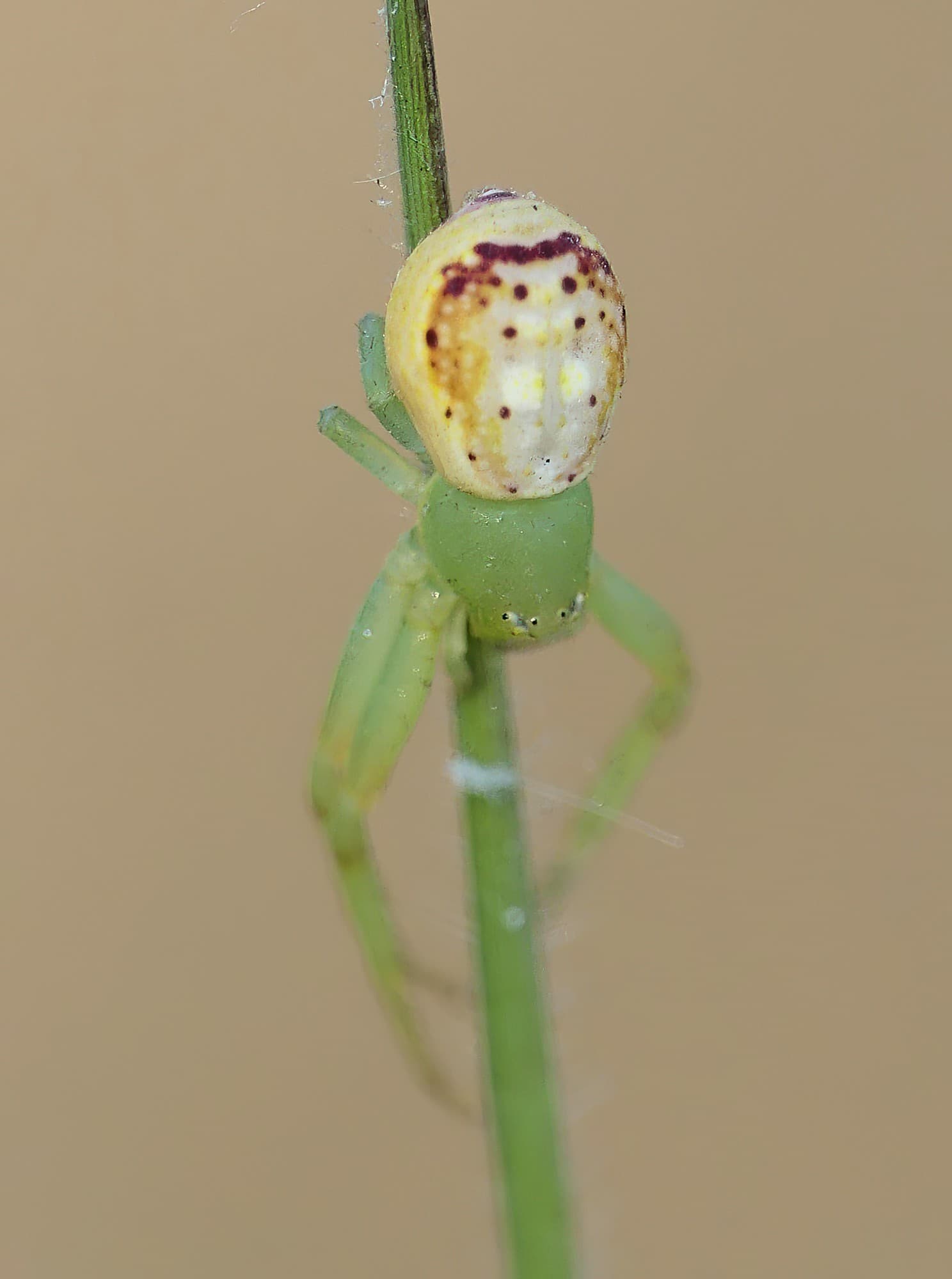 Tharrhalea multopunctata – Ausemade