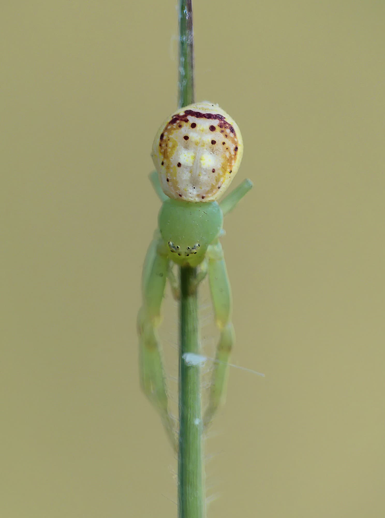 Tharrhalea multopunctata – Ausemade