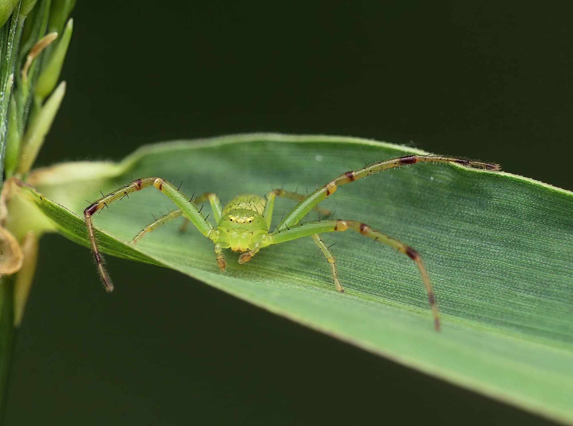 Tharrhalea multopunctata – Ausemade