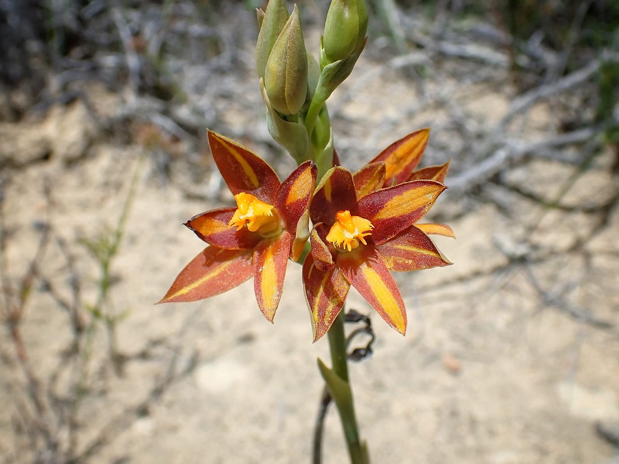 Thelymitra sp. Ongerup (Orange Sun Orchids) – Ausemade
