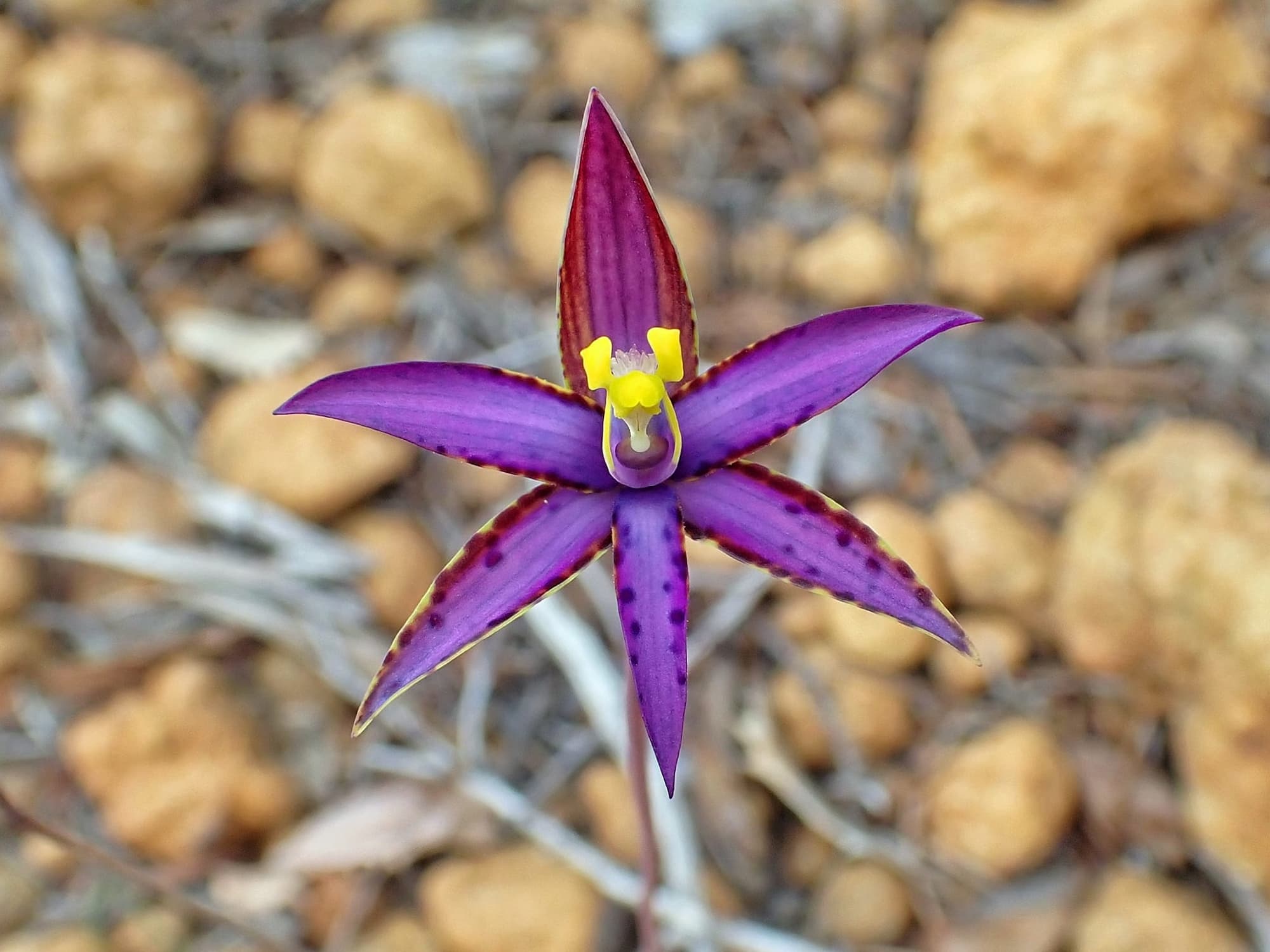 Thelymitra speciosa (Eastern Queen of Sheba’s) – Ausemade