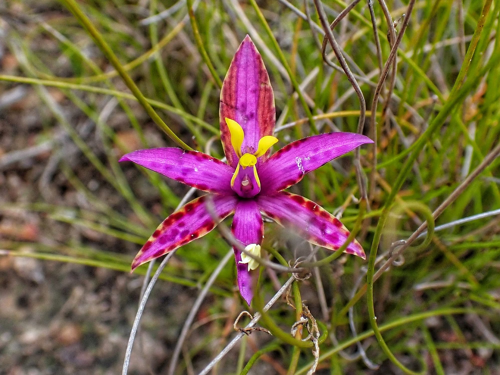 Thelymitra speciosa (Eastern Queen of Sheba’s) – Ausemade