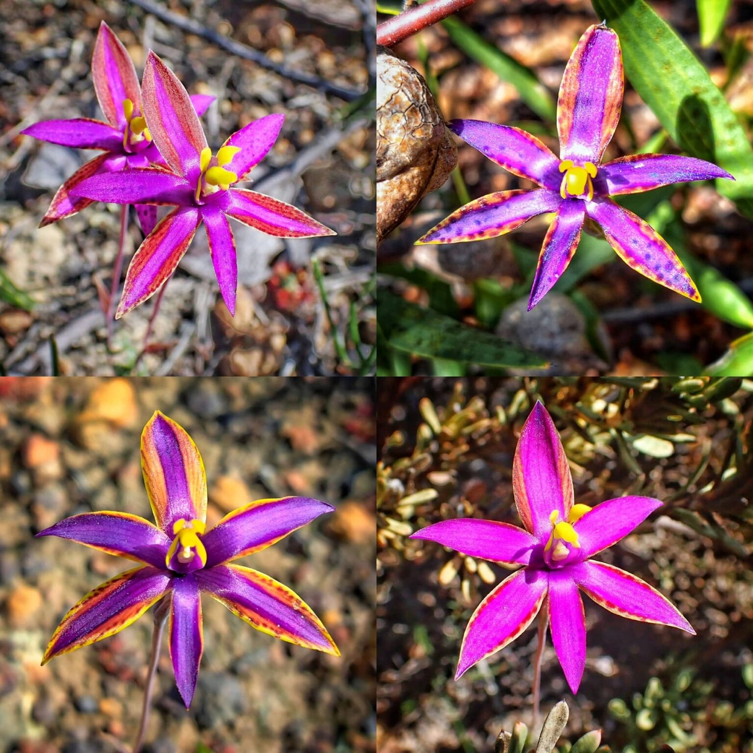 Thelymitra speciosa (Eastern Queen of Sheba’s) – Ausemade