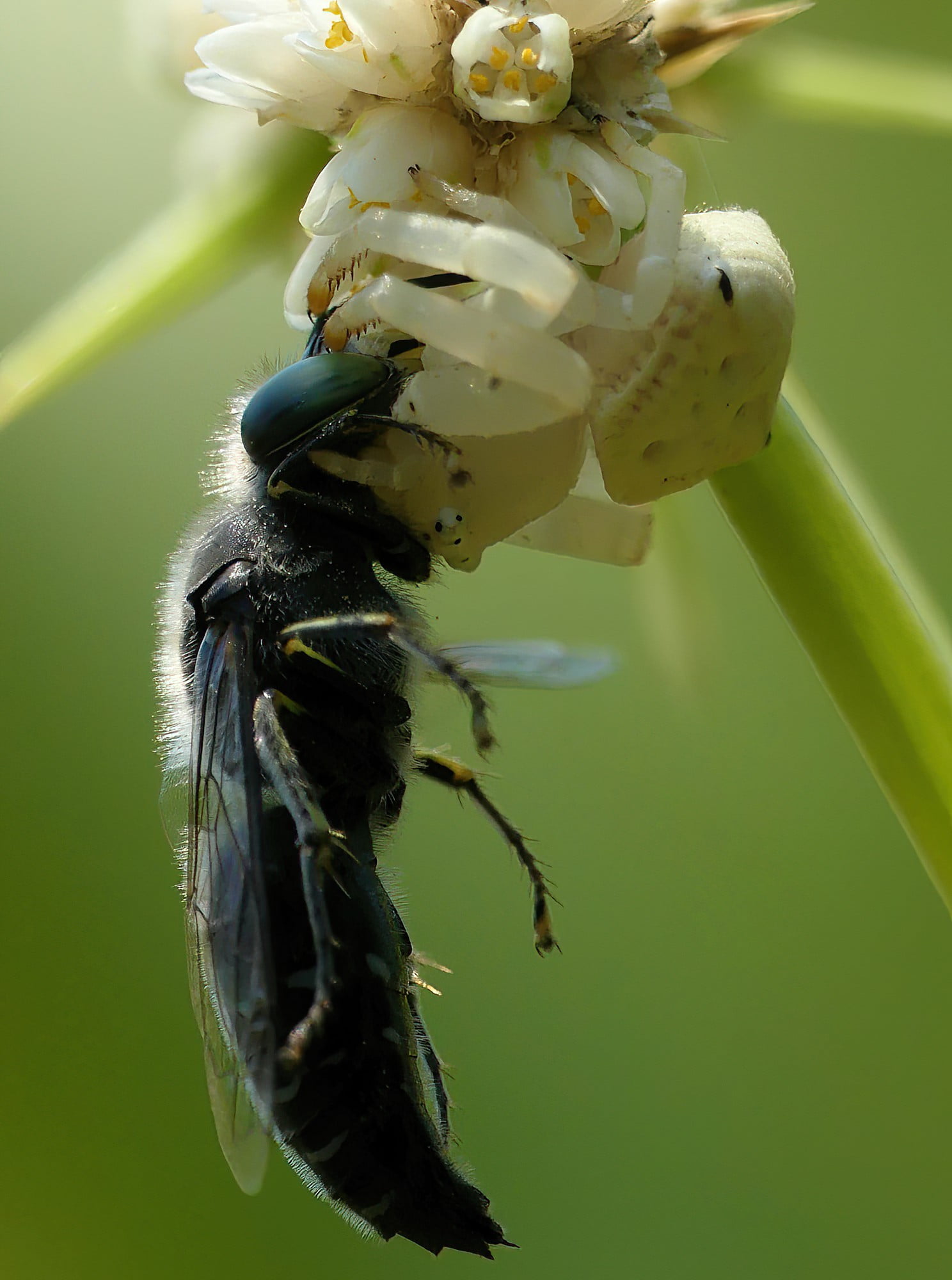 White Crab Spider Prey – Ausemade