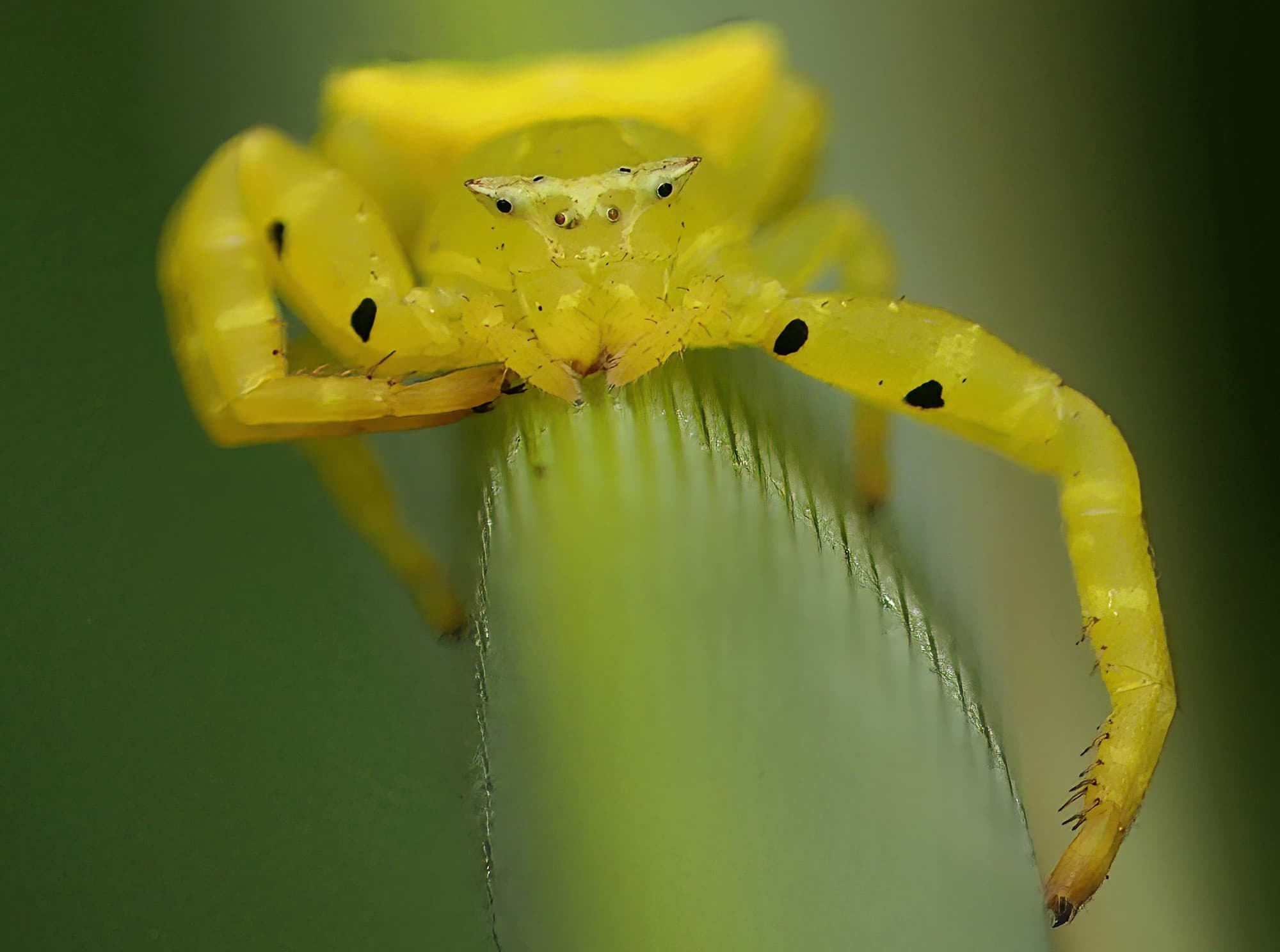 Thomisus spectabilis – Ausemade