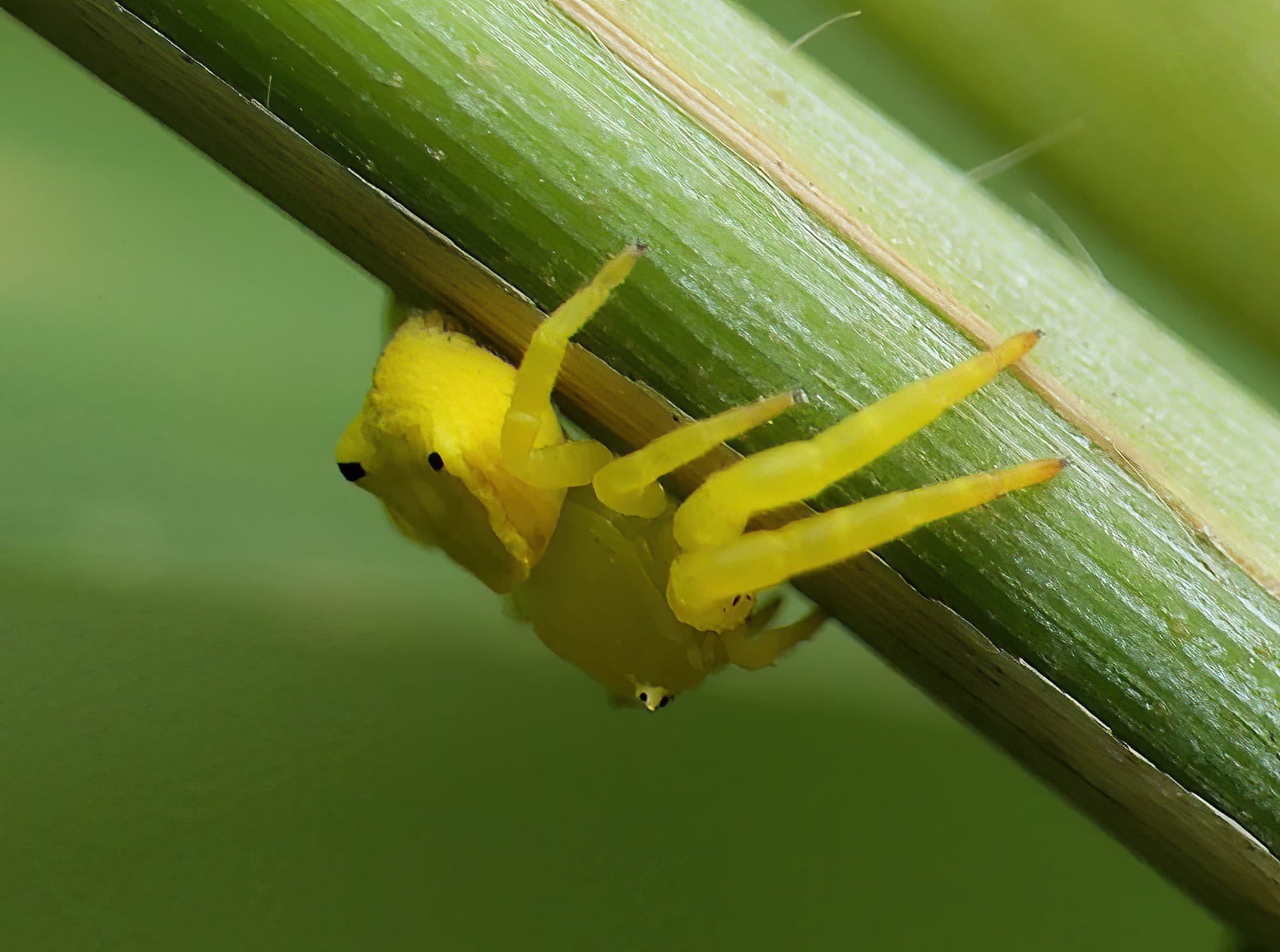 Thomisus spectabilis – Ausemade