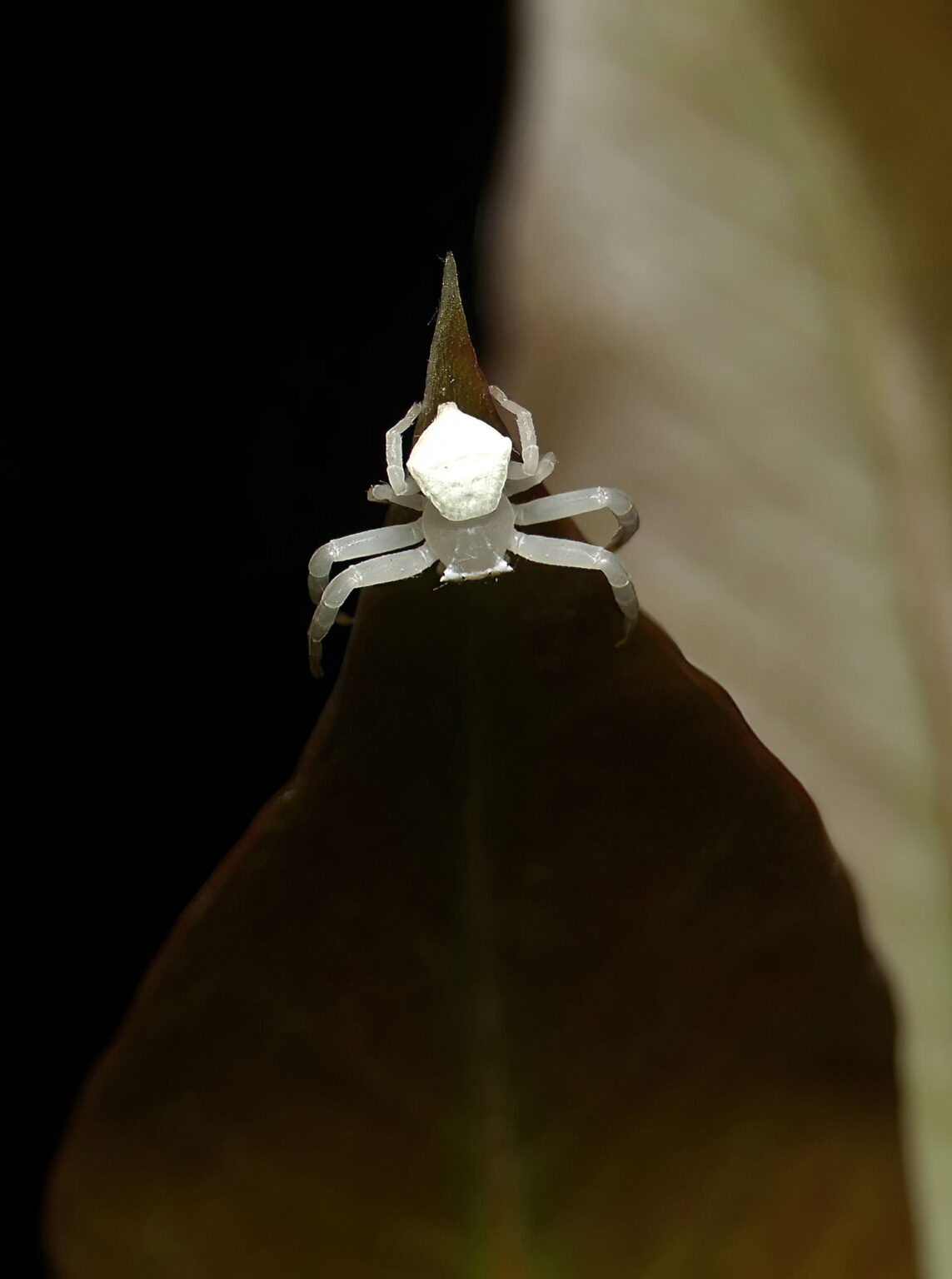 Thomisus spectabilis – Ausemade