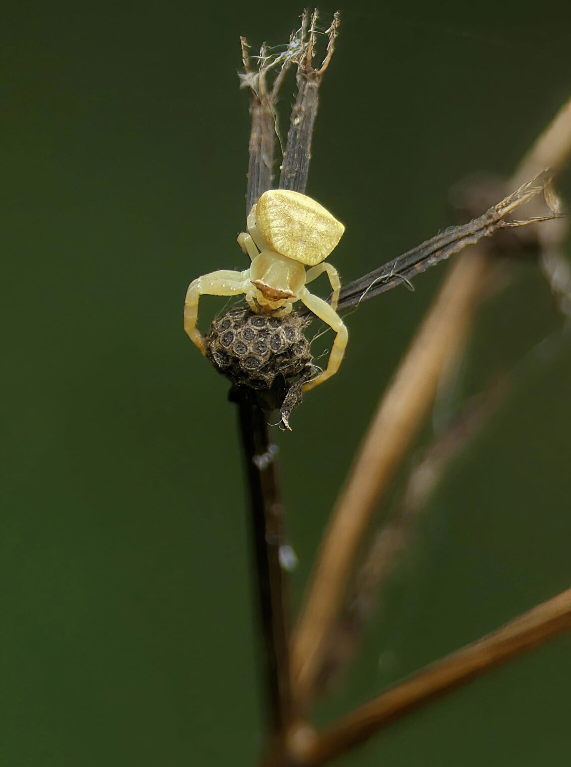 Thomisidae – Ausemade