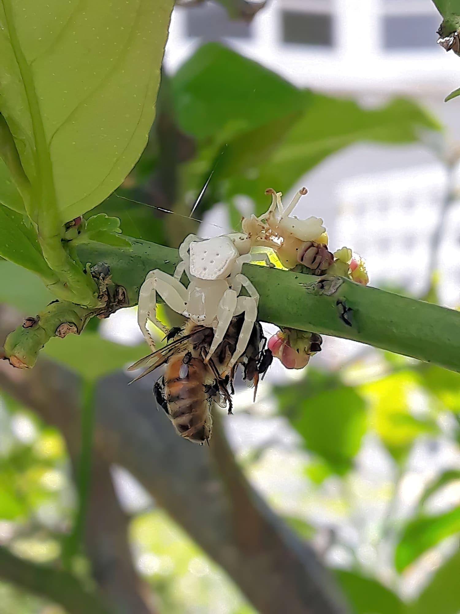 White Crab Spider and the Honey Bee – Ausemade
