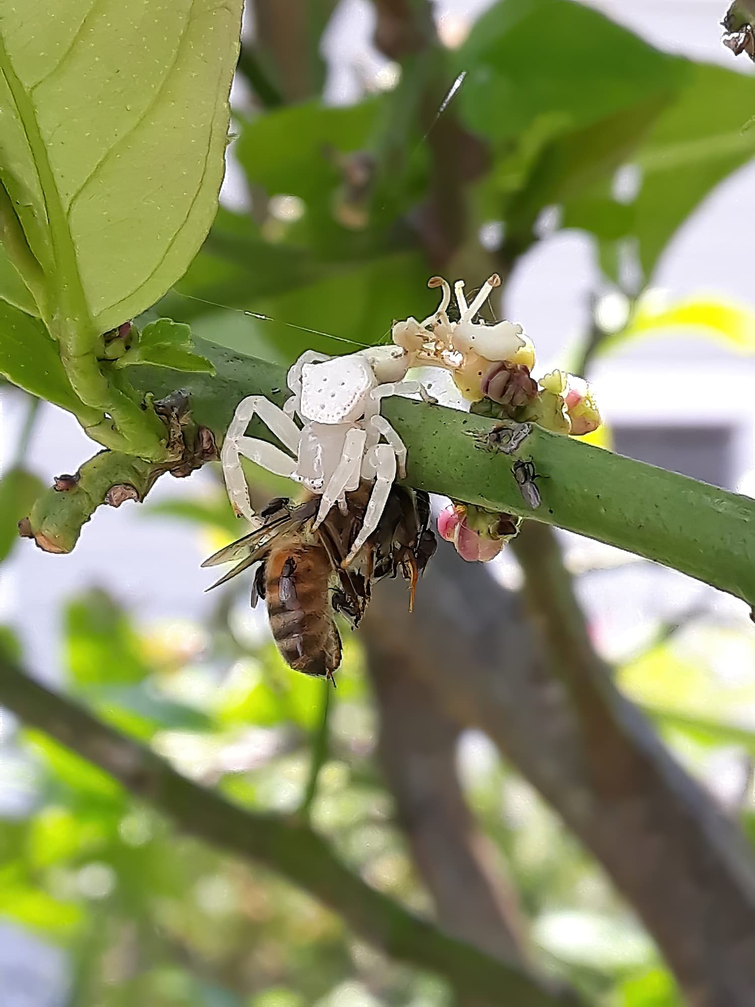 White Crab Spider and the Honey Bee – Ausemade