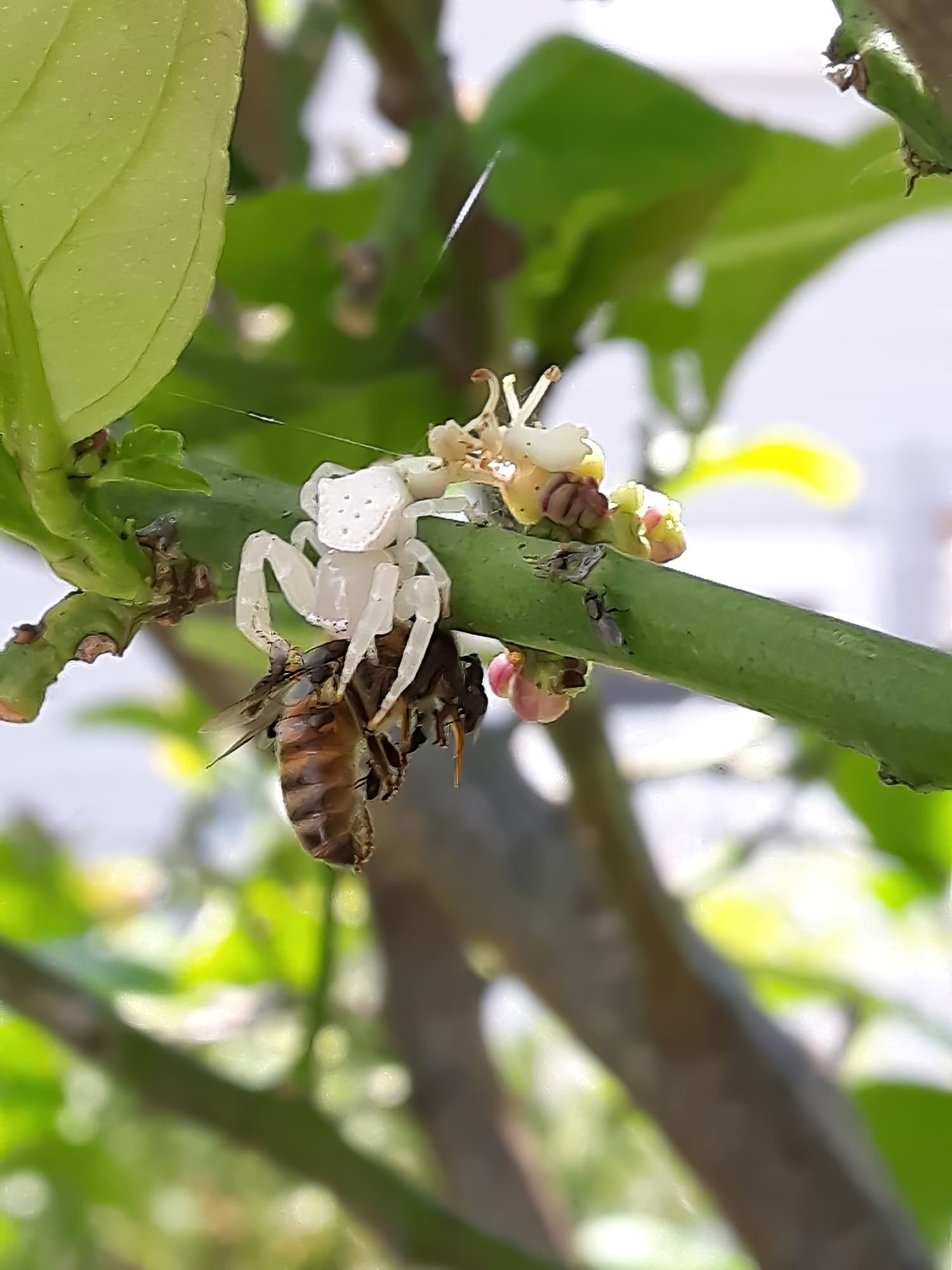 White Crab Spider and the Honey Bee – Ausemade