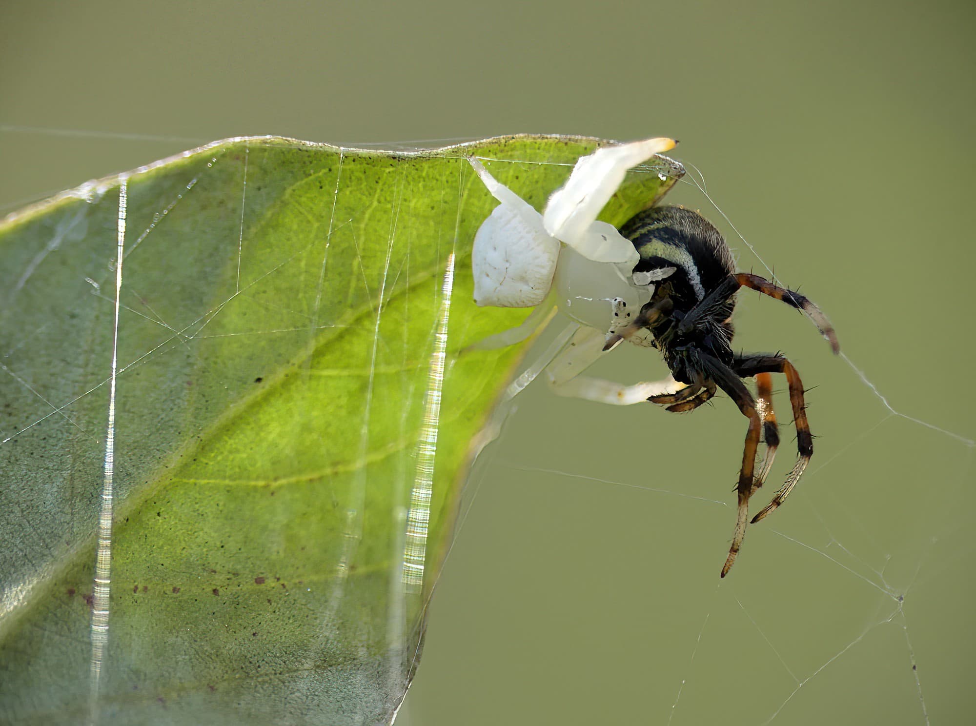 Mangrovia albida – Ausemade