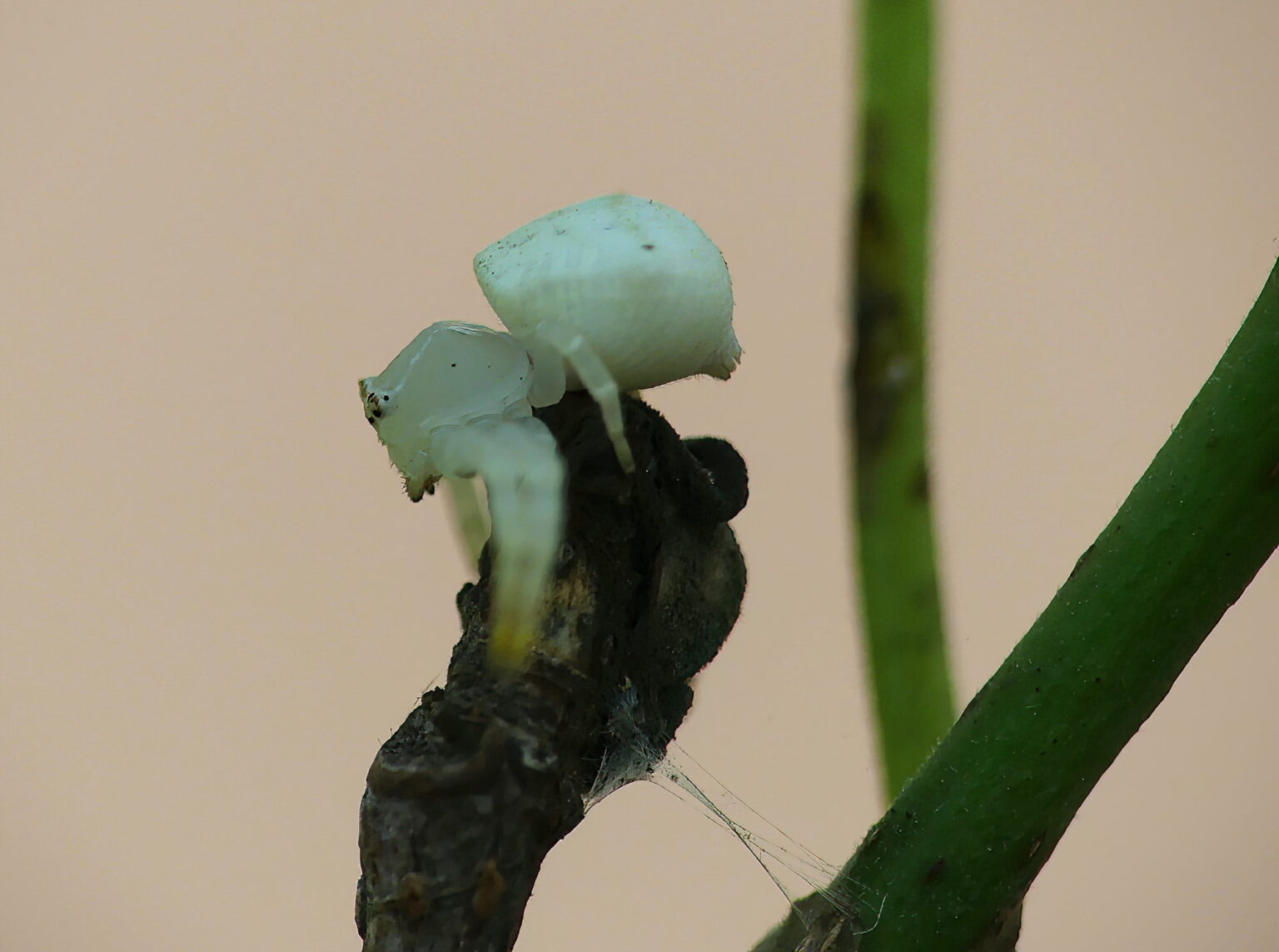 Thomisus spectabilis – Ausemade