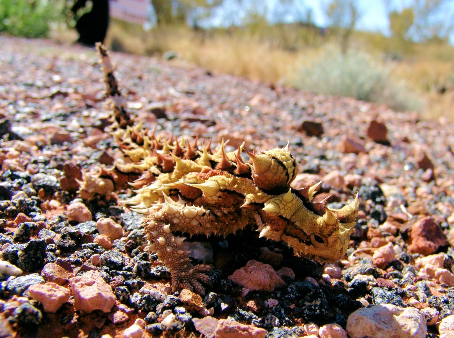 Thorny Devil – Ausemade
