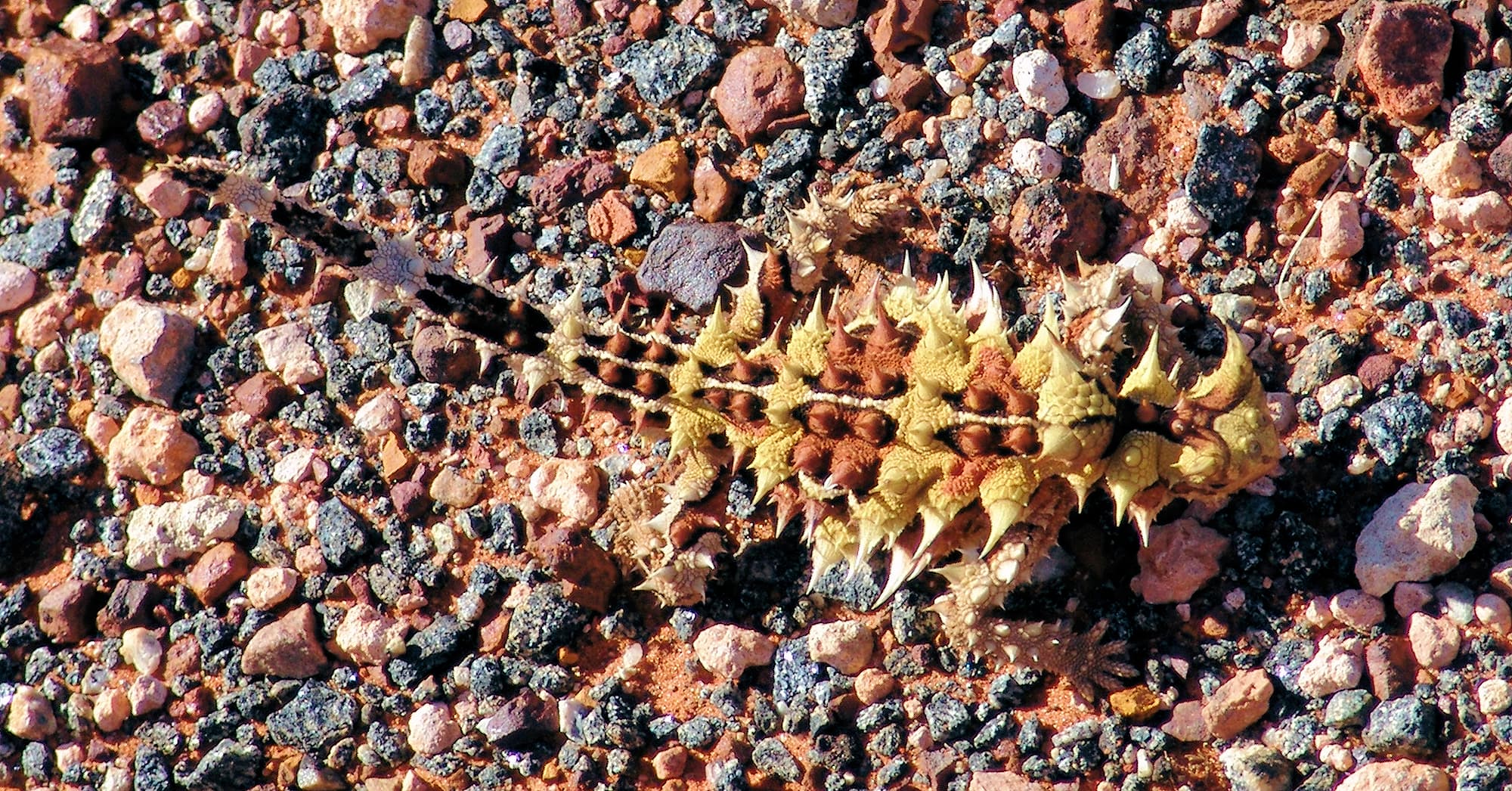 Thorny Devil – Ausemade