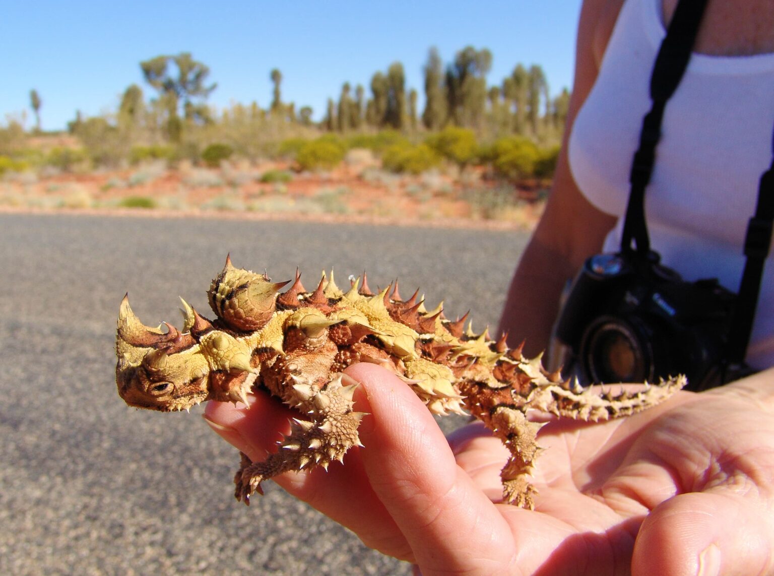Thorny Devil – Ausemade