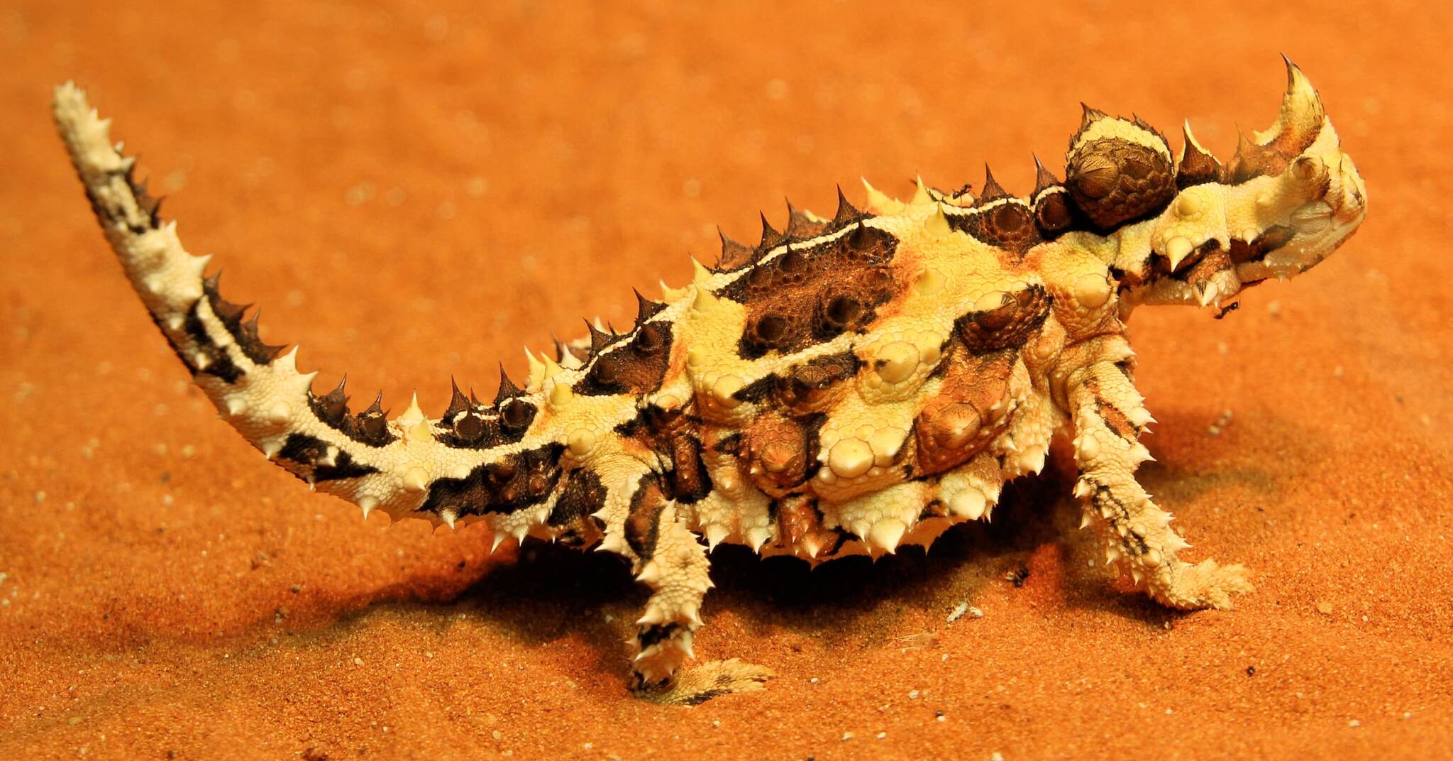Thorny Devil – Ausemade