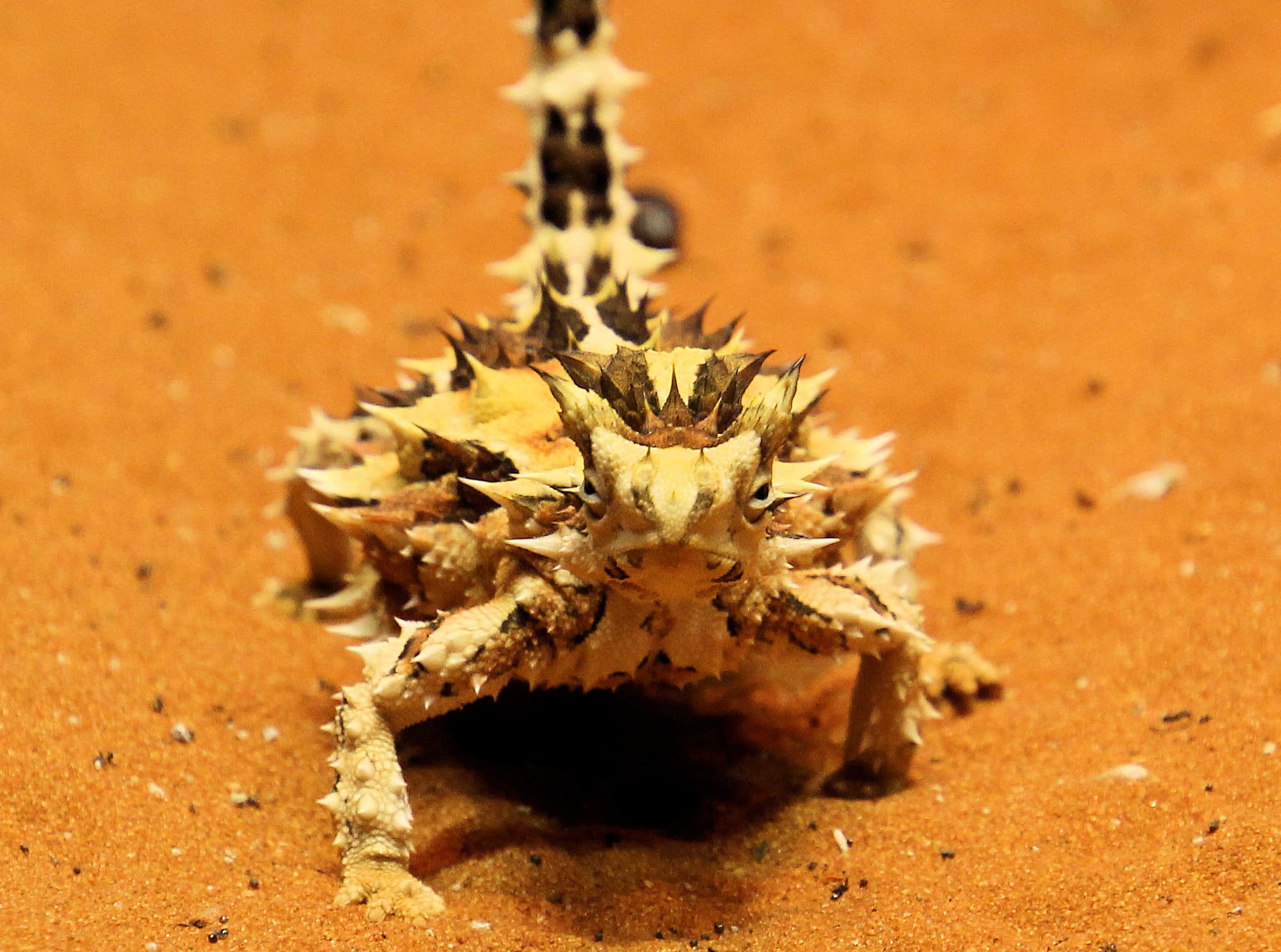 Thorny Devil – Ausemade