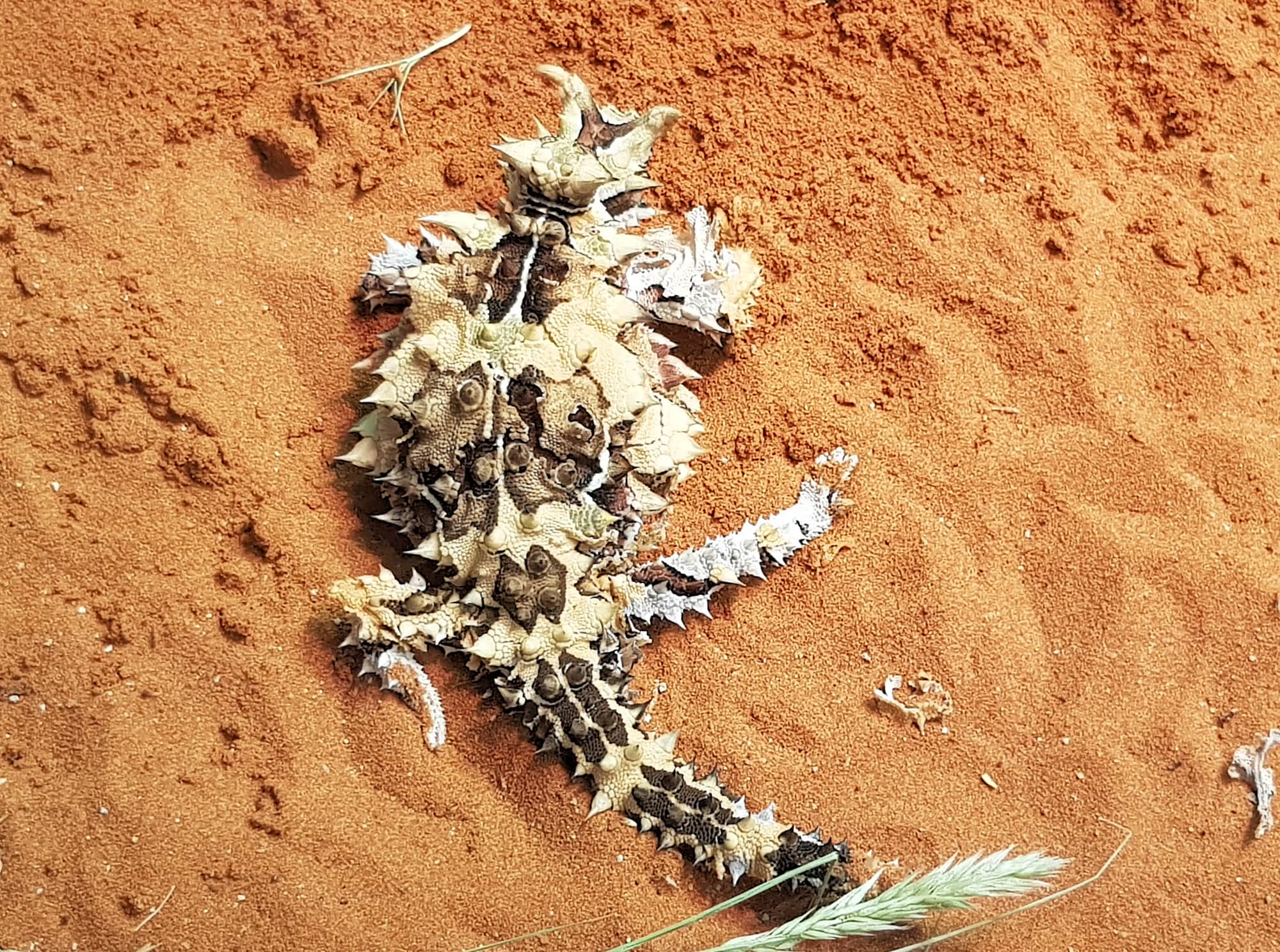 Thorny Devil – Ausemade