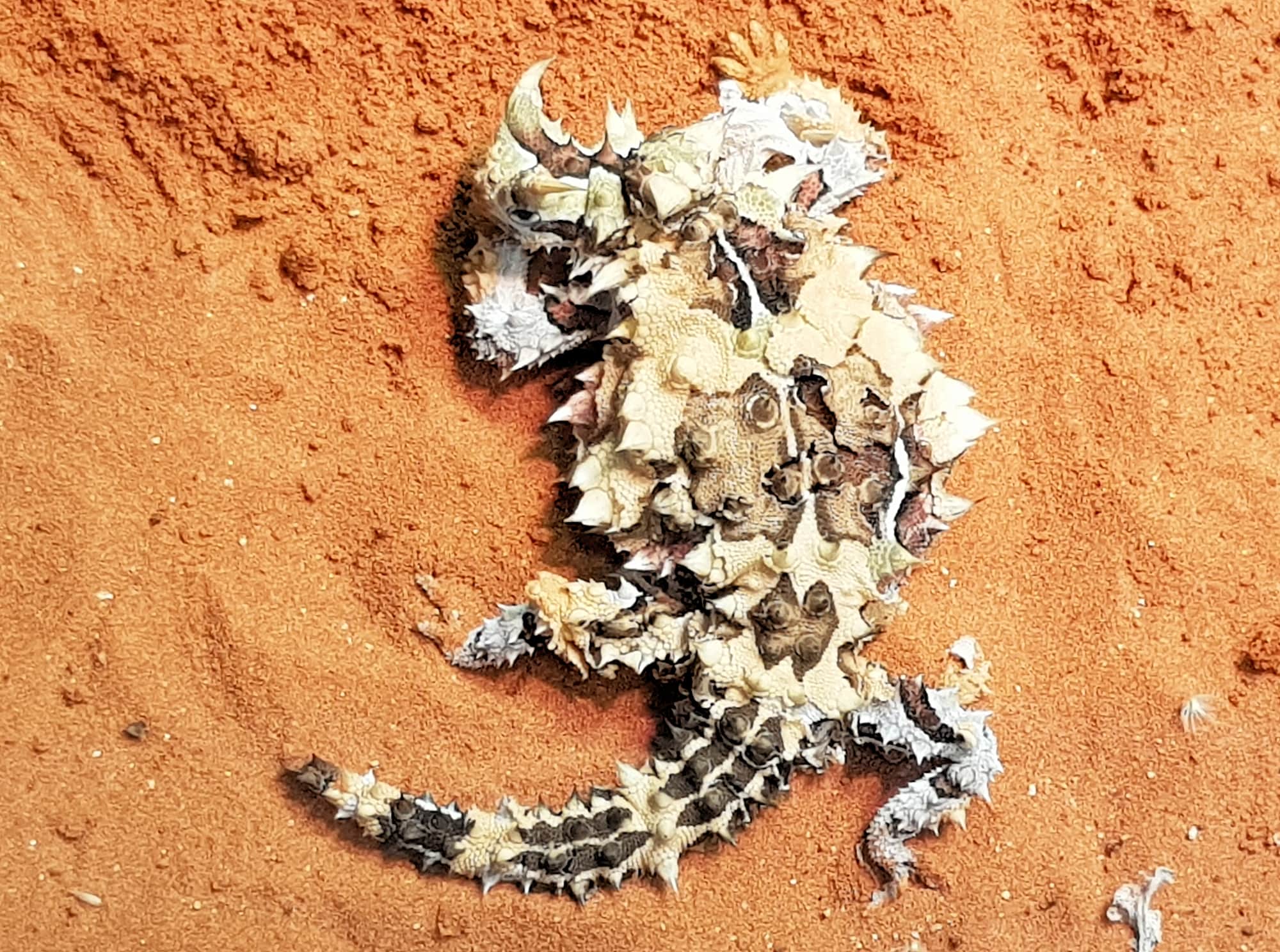 Thorny Devil – Ausemade